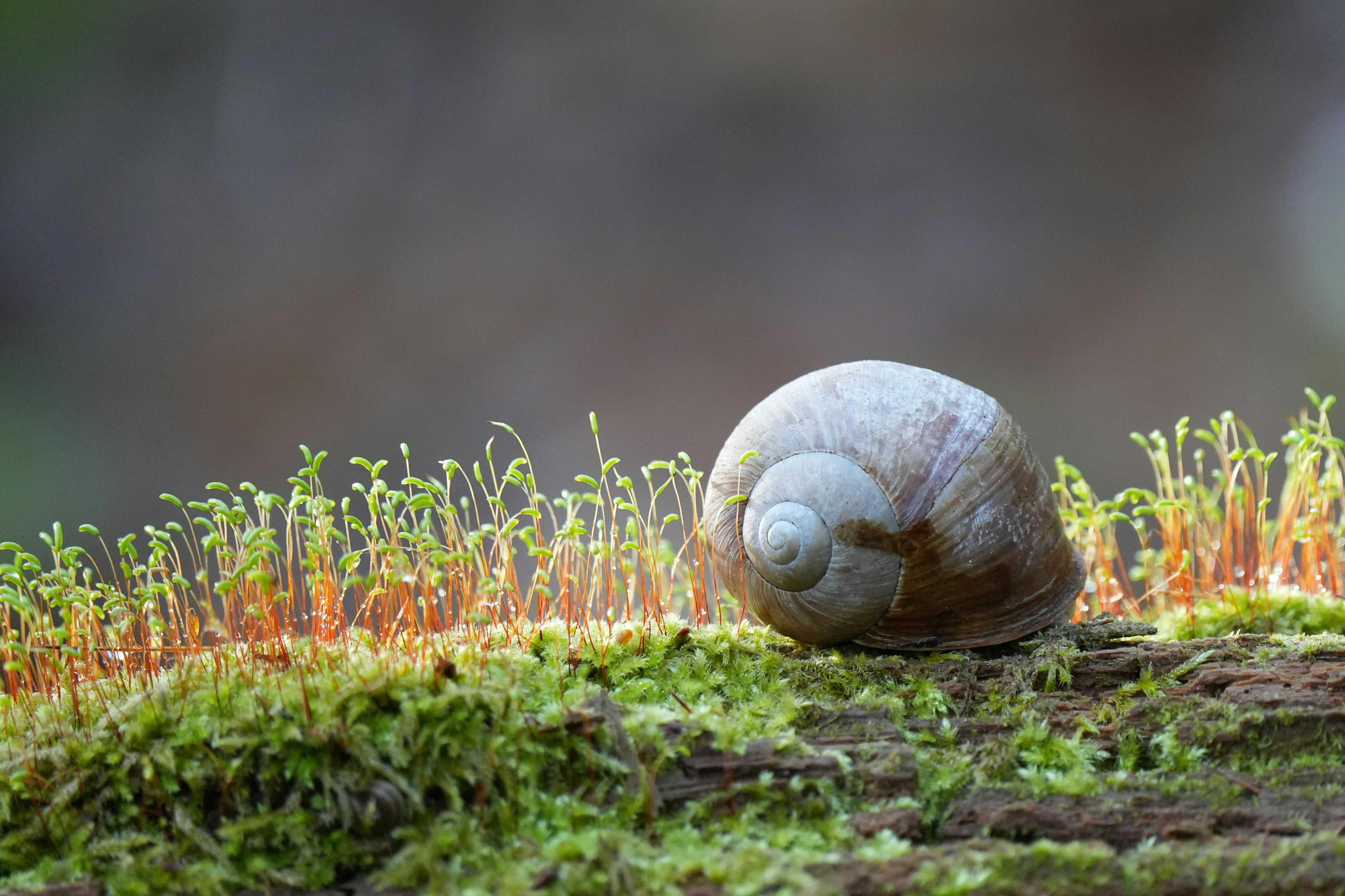 A snail nestled among delicate moss and vibrant sprouts, showcasing the intricate details of nature's microcosm.