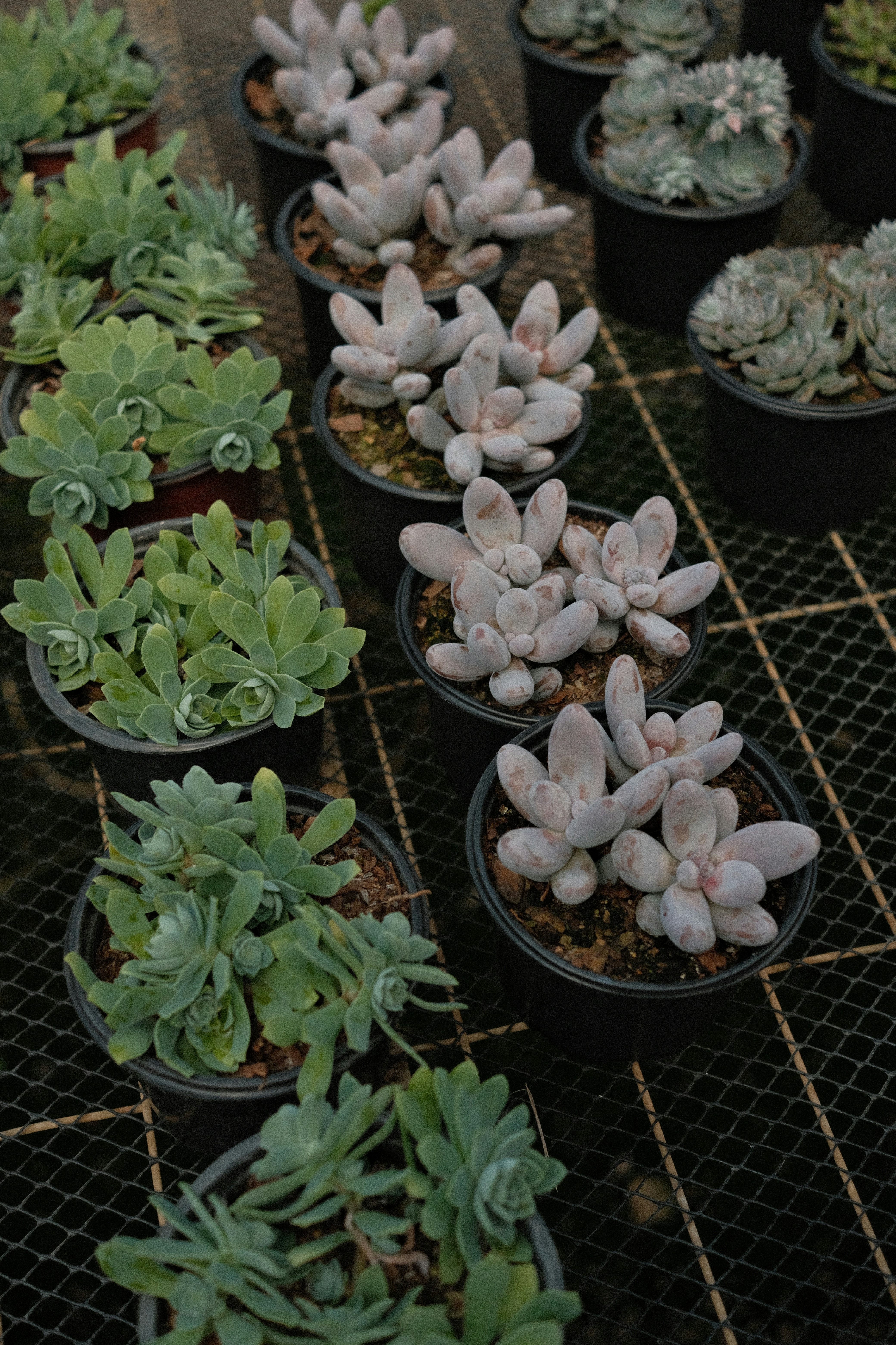 Rows of diverse succulents in small pots arranged on a grid surface.