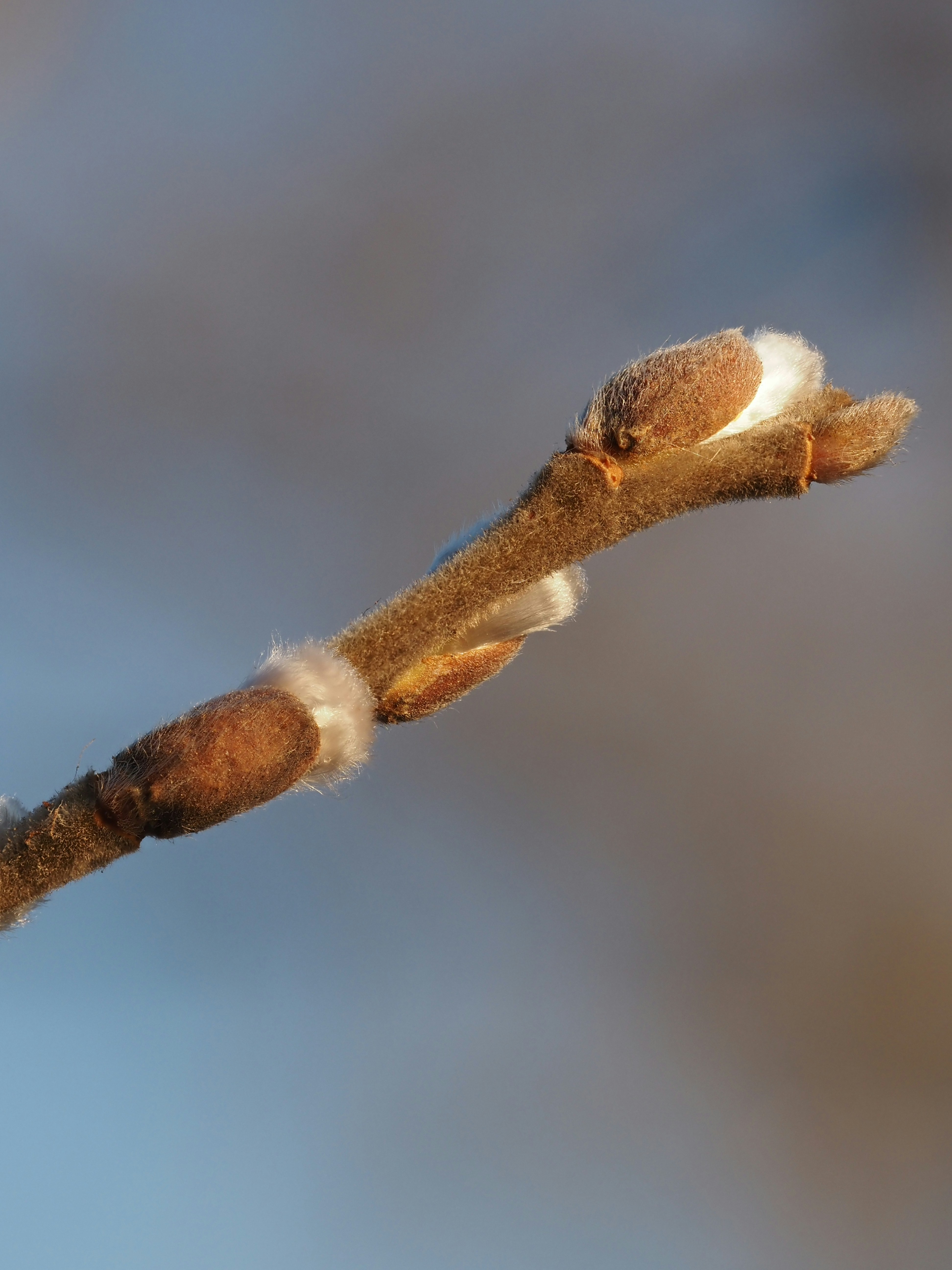 Fuzzy Pussy Willow Buds in Frosty Blue Light on a Delicate Twig