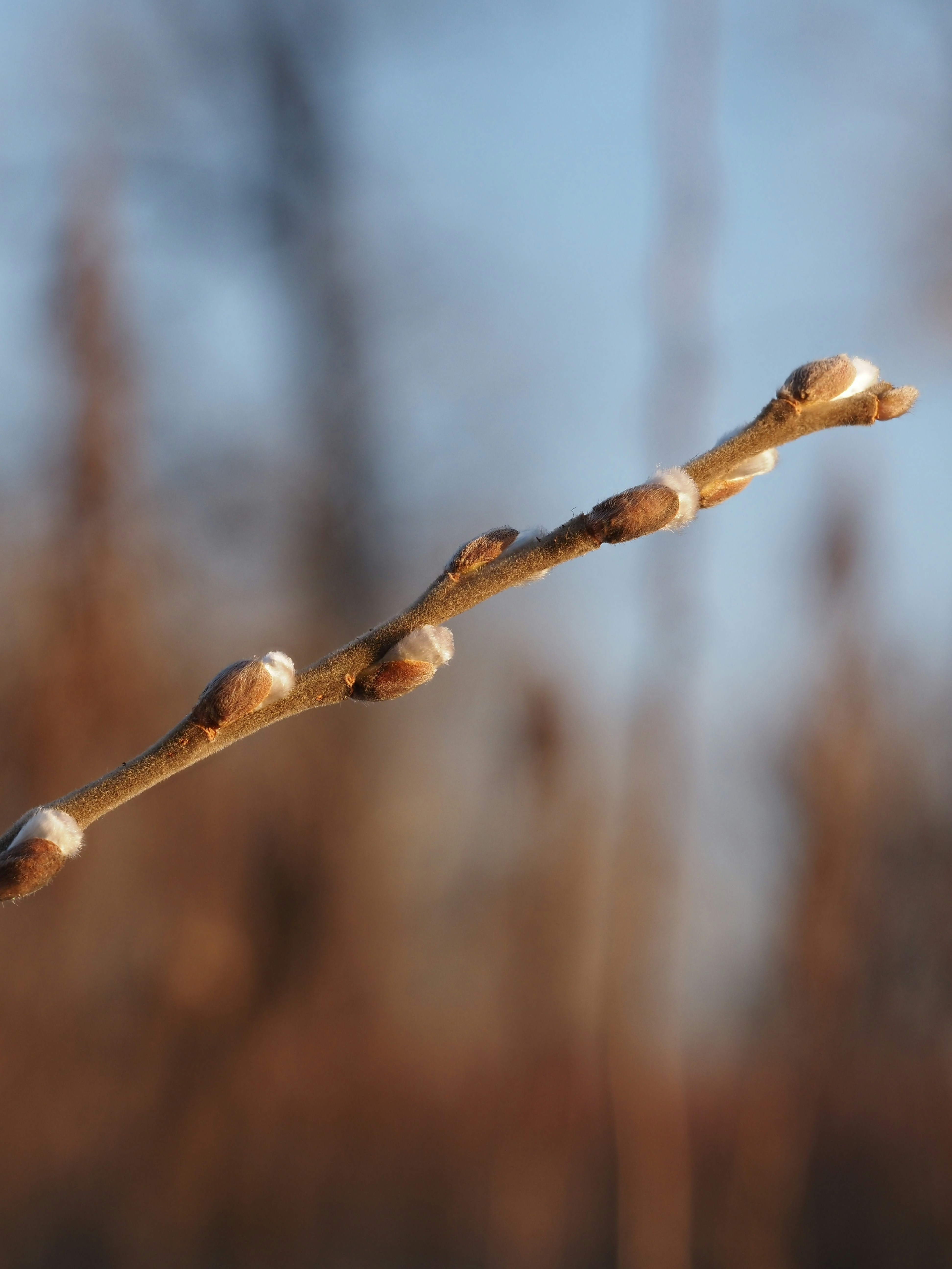 Budding twig against a soft background. photo – Free White Image on ...