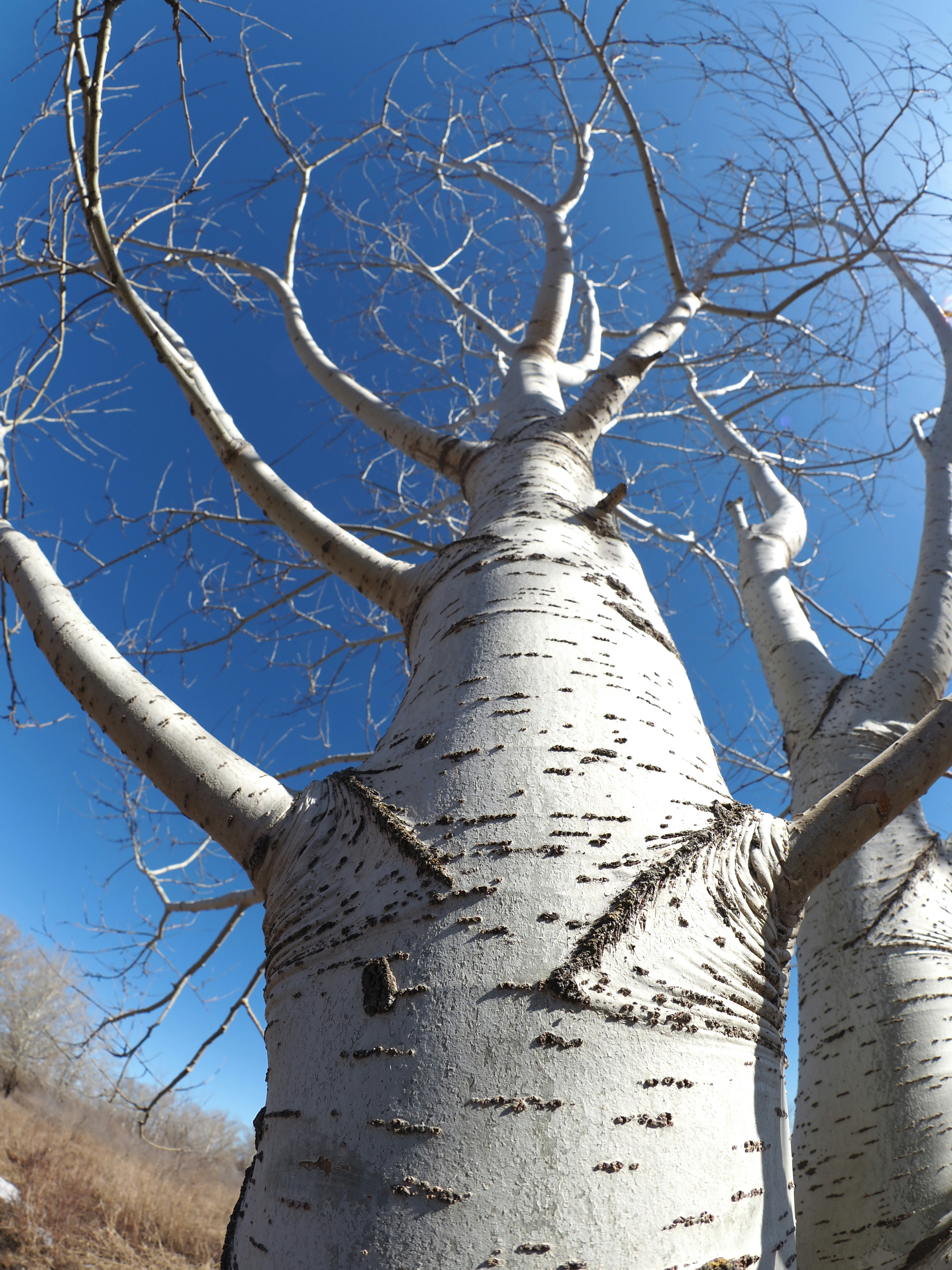 Poplar Tree Pictures | Download Free Images on Unsplash