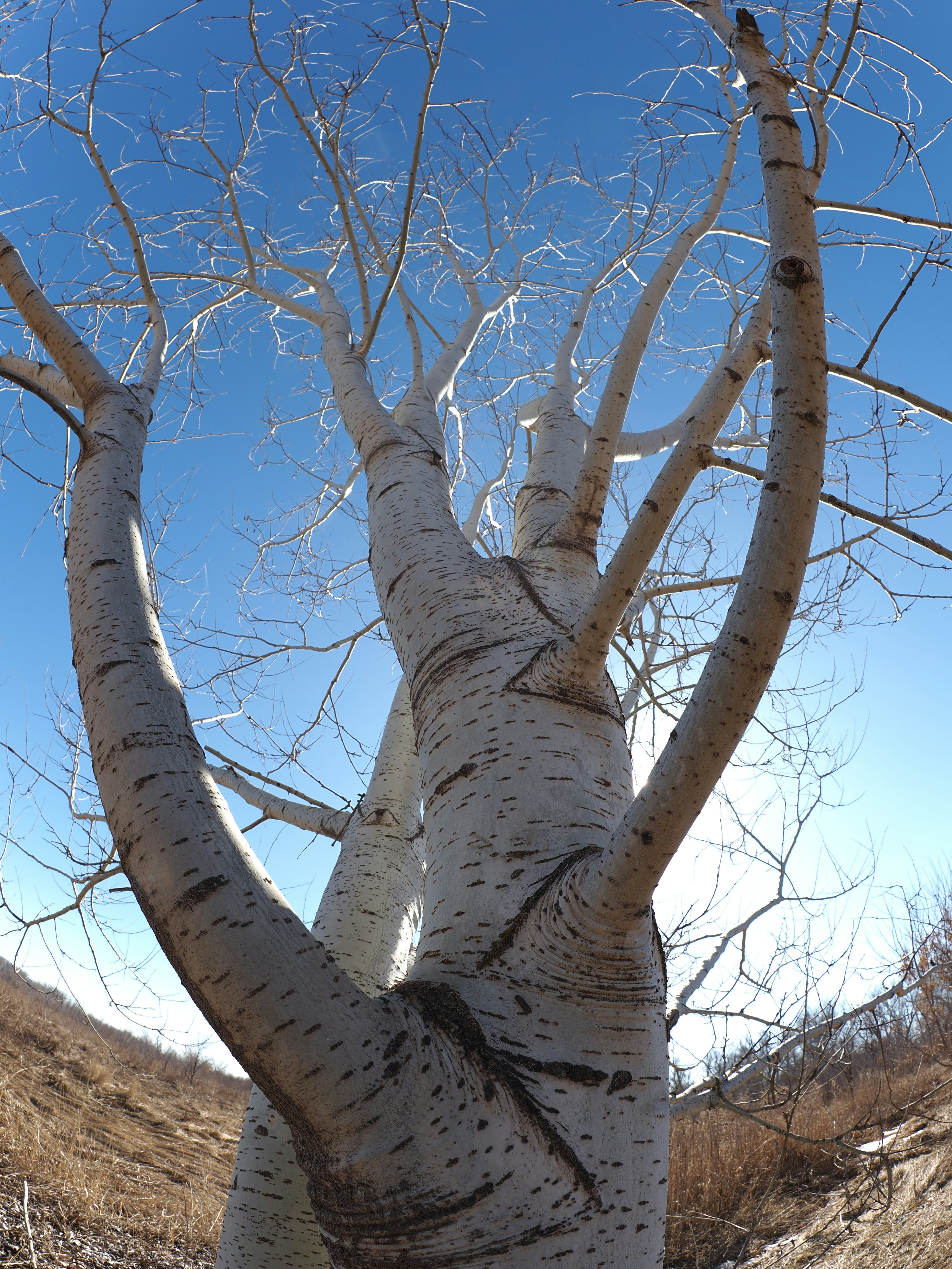 Poplar Pictures | Download Free Images on Unsplash