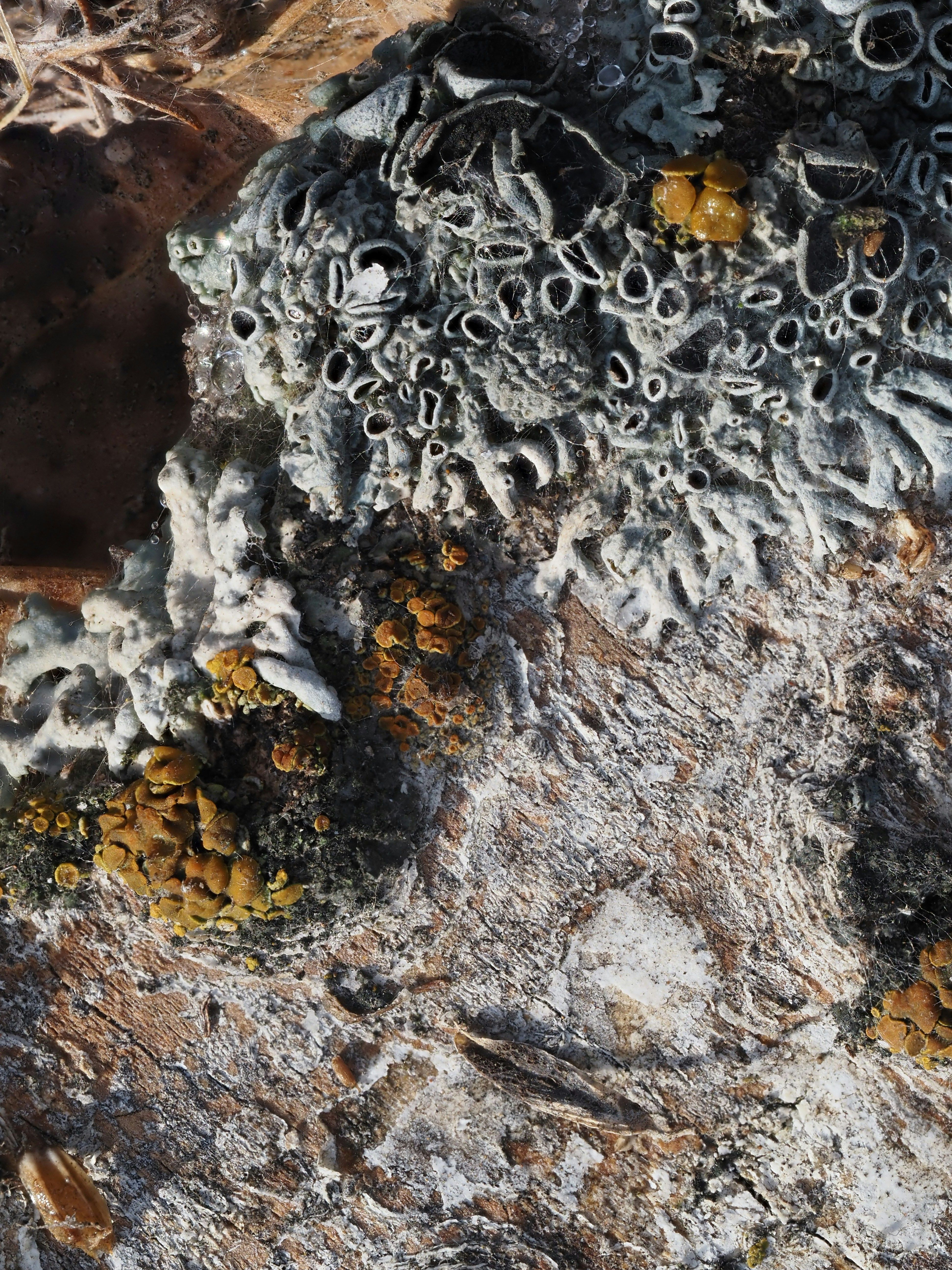 Close-up of various lichens with intricate patterns on tree bark.