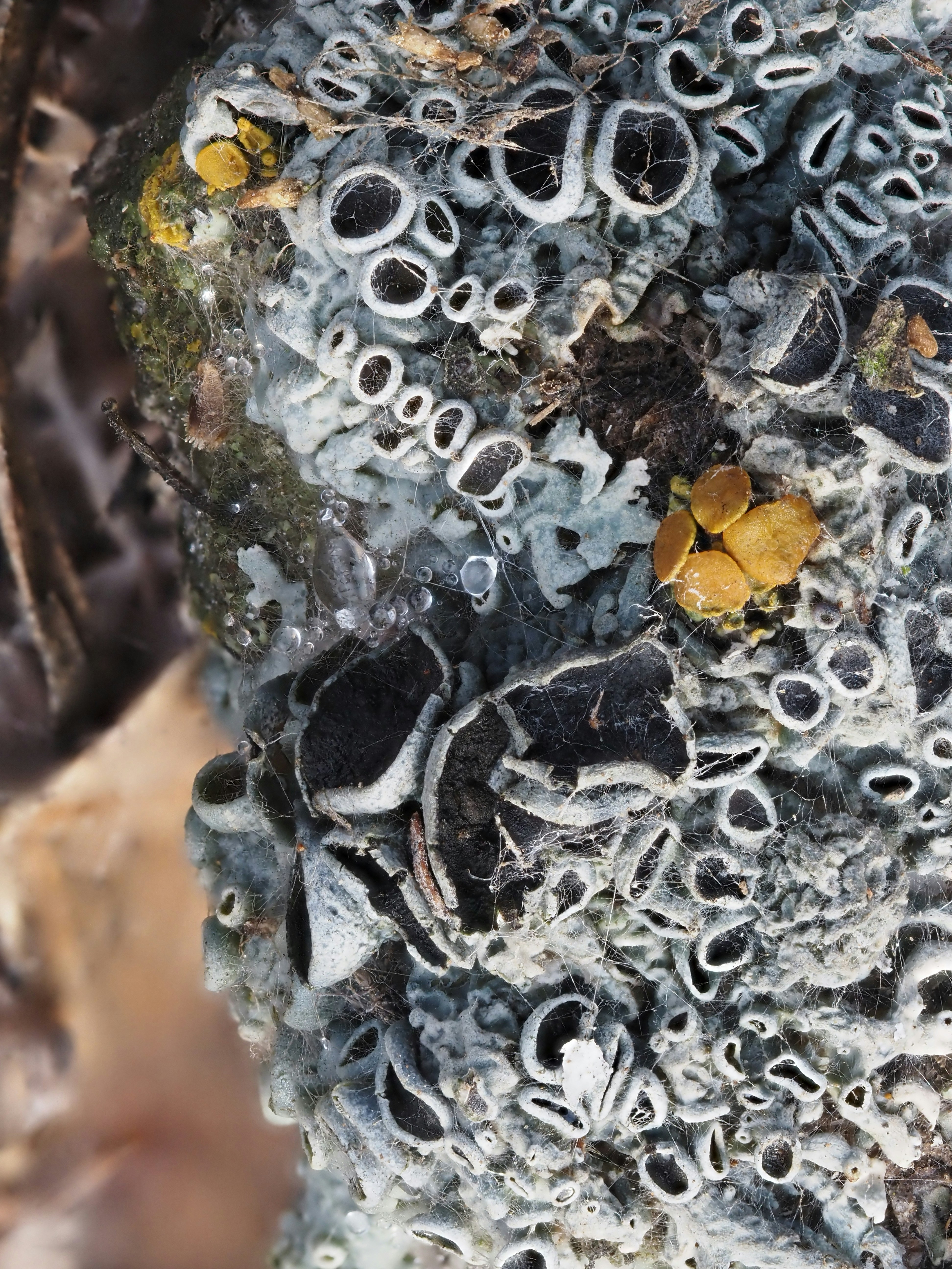 Ringed Lichen Microcosm: Close-Up of Circular Cups on Weathered Bark