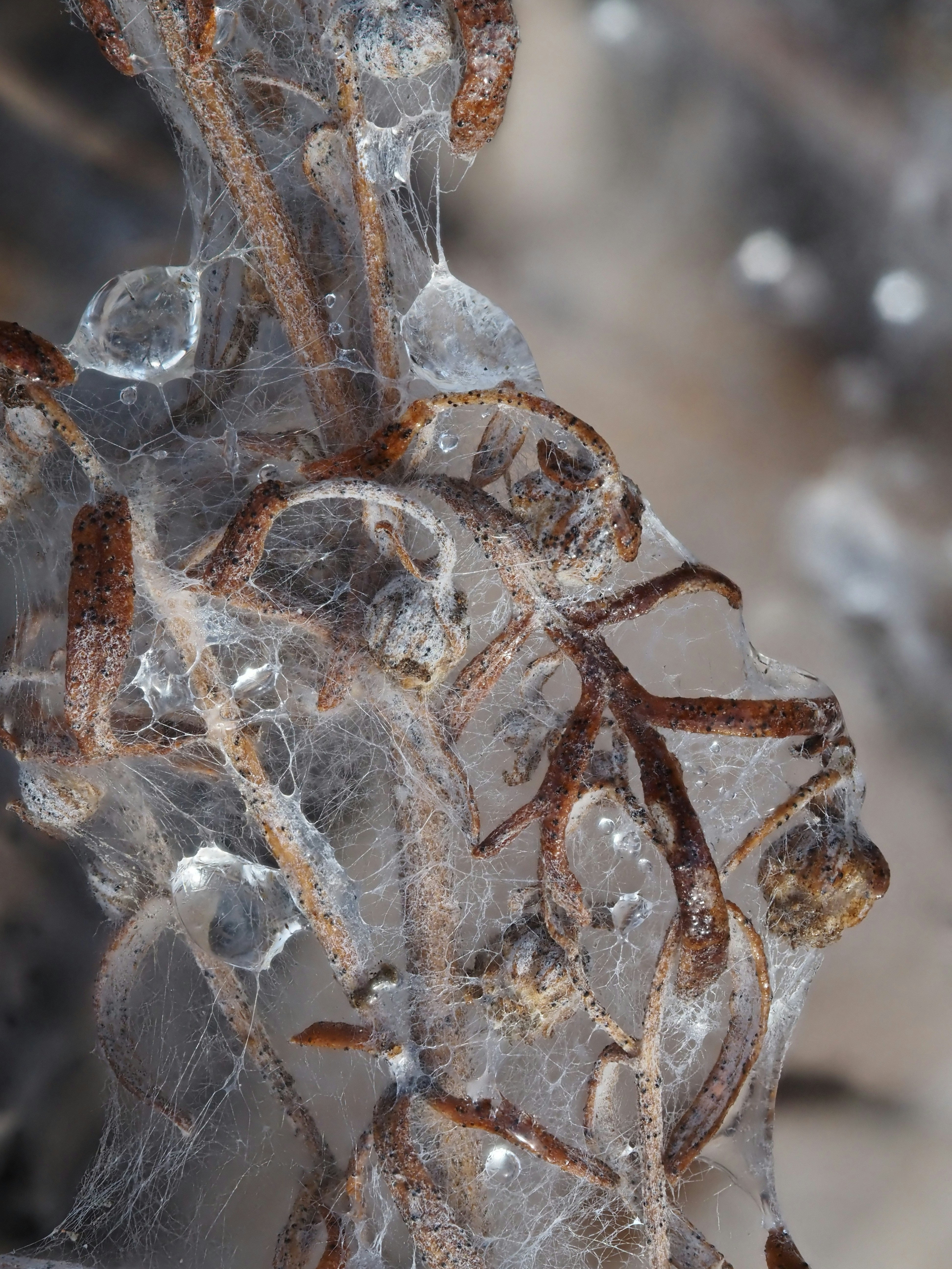 Ice Lace on Rust: a Macro Portrait of Frosted Tendrils