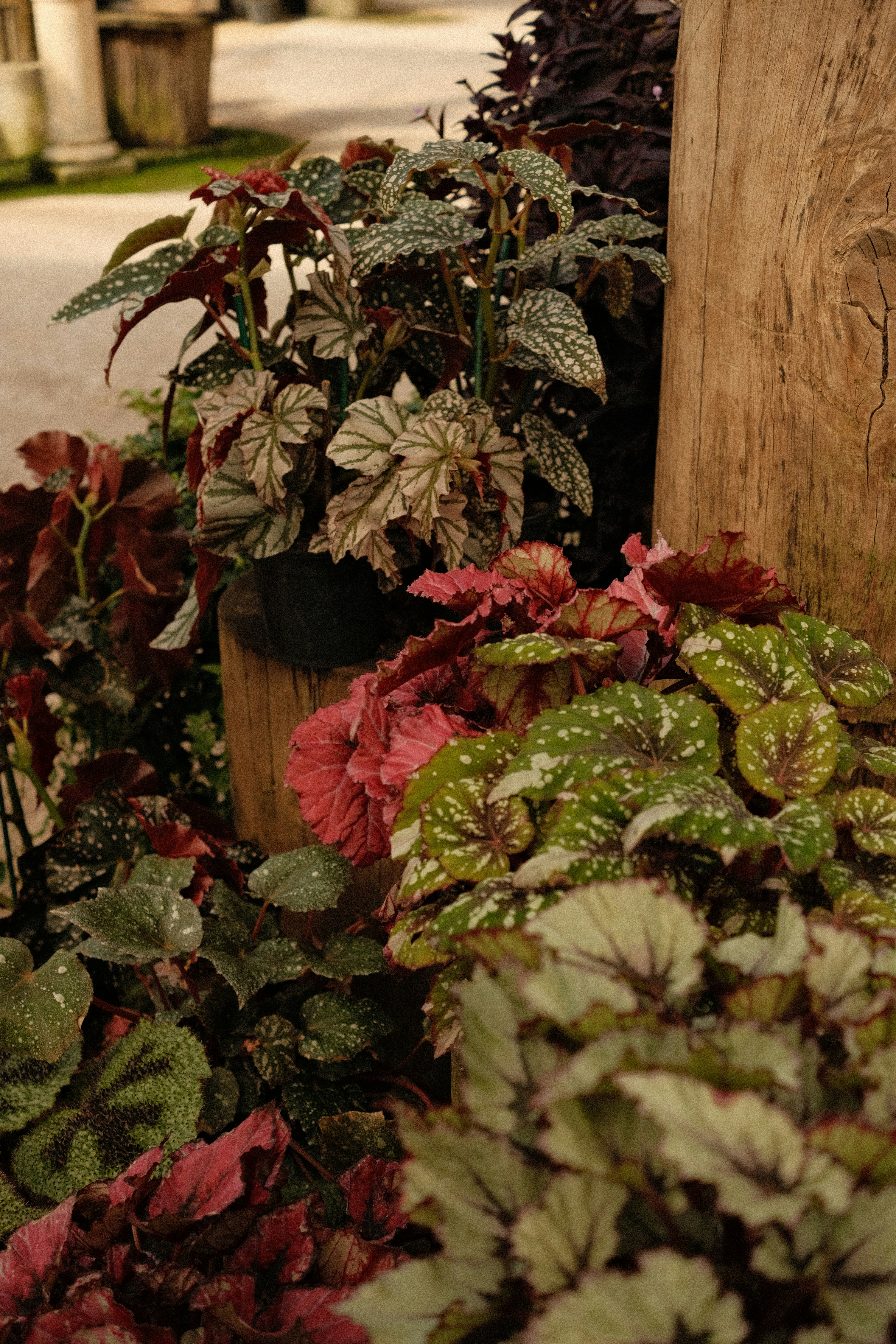 A Tapestry of Begonias: Nature's Palette