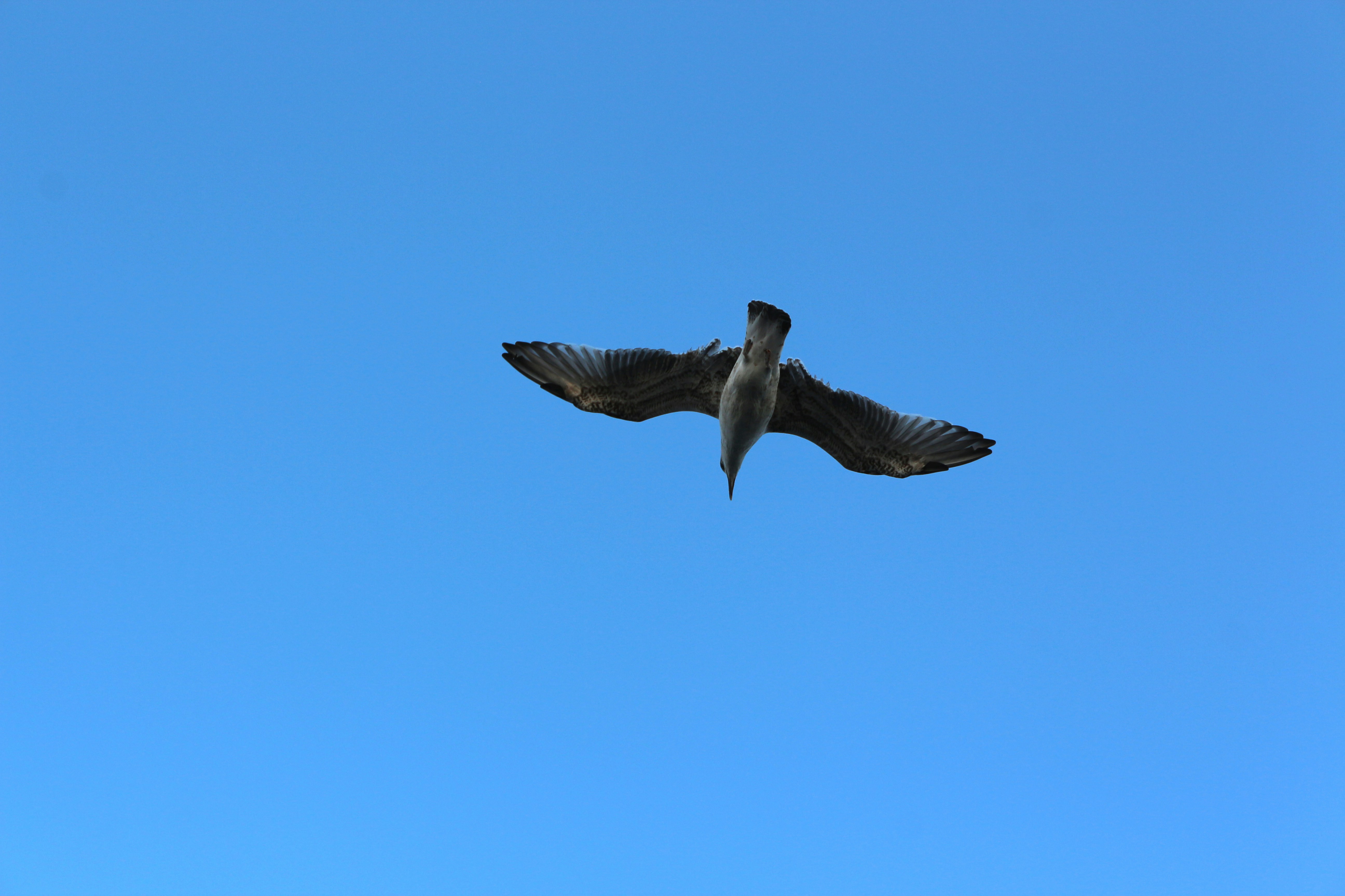 Bird in flight against a bright blue sky, wings spread wide.