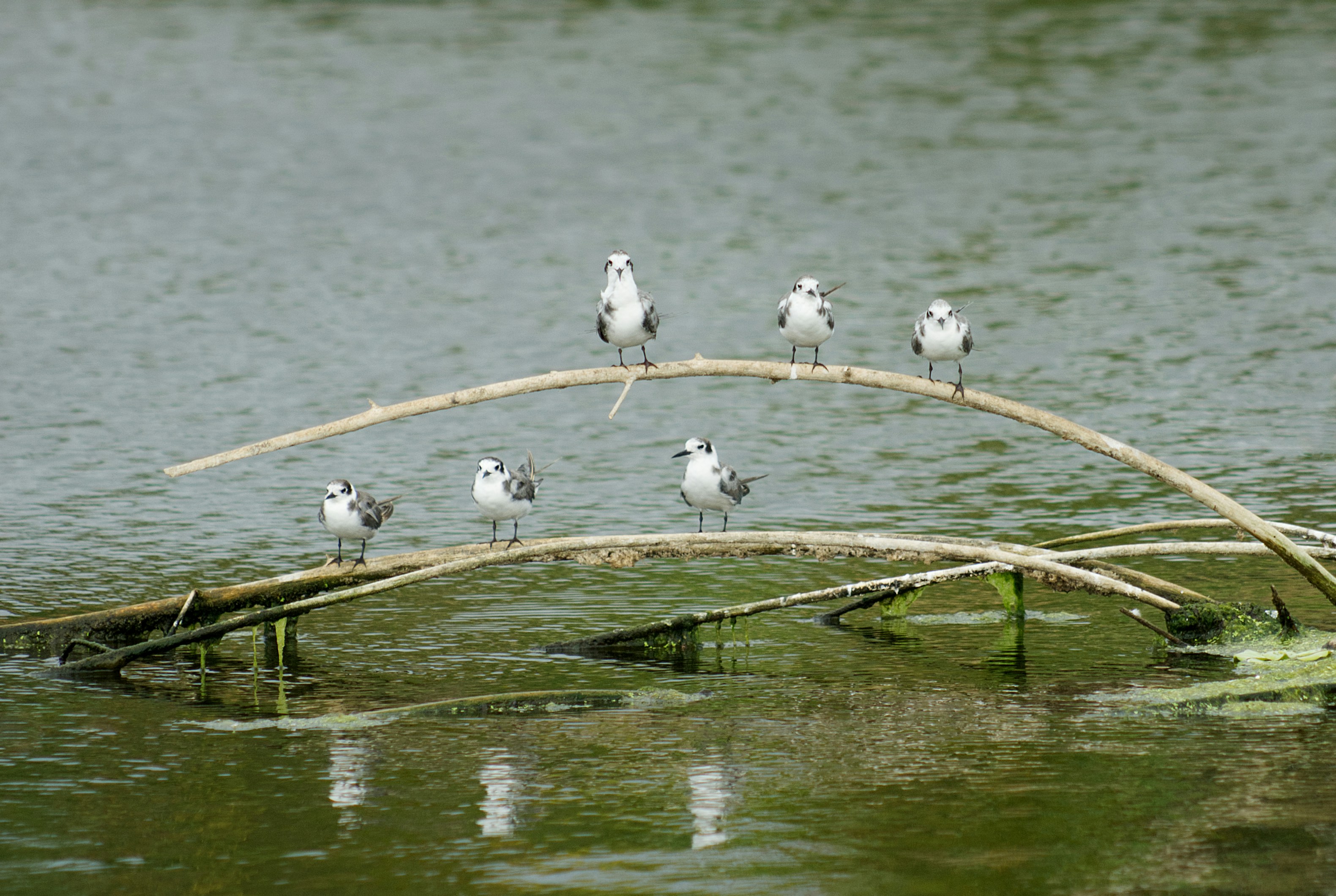 Symphony of Terns on Water's Edge