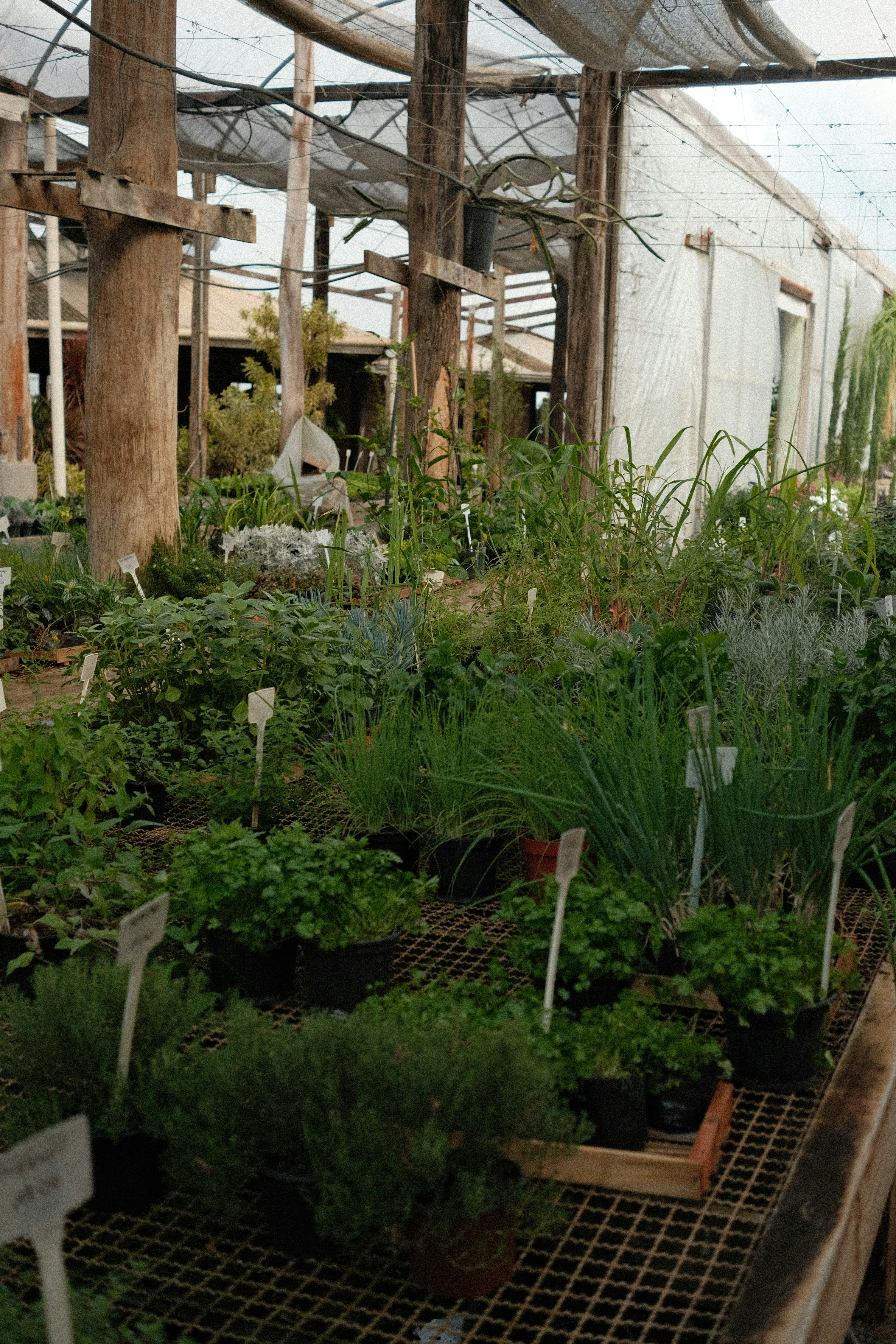 Lush assortment of potted herbs and plants basking in filtered sunlight within a greenhouse.