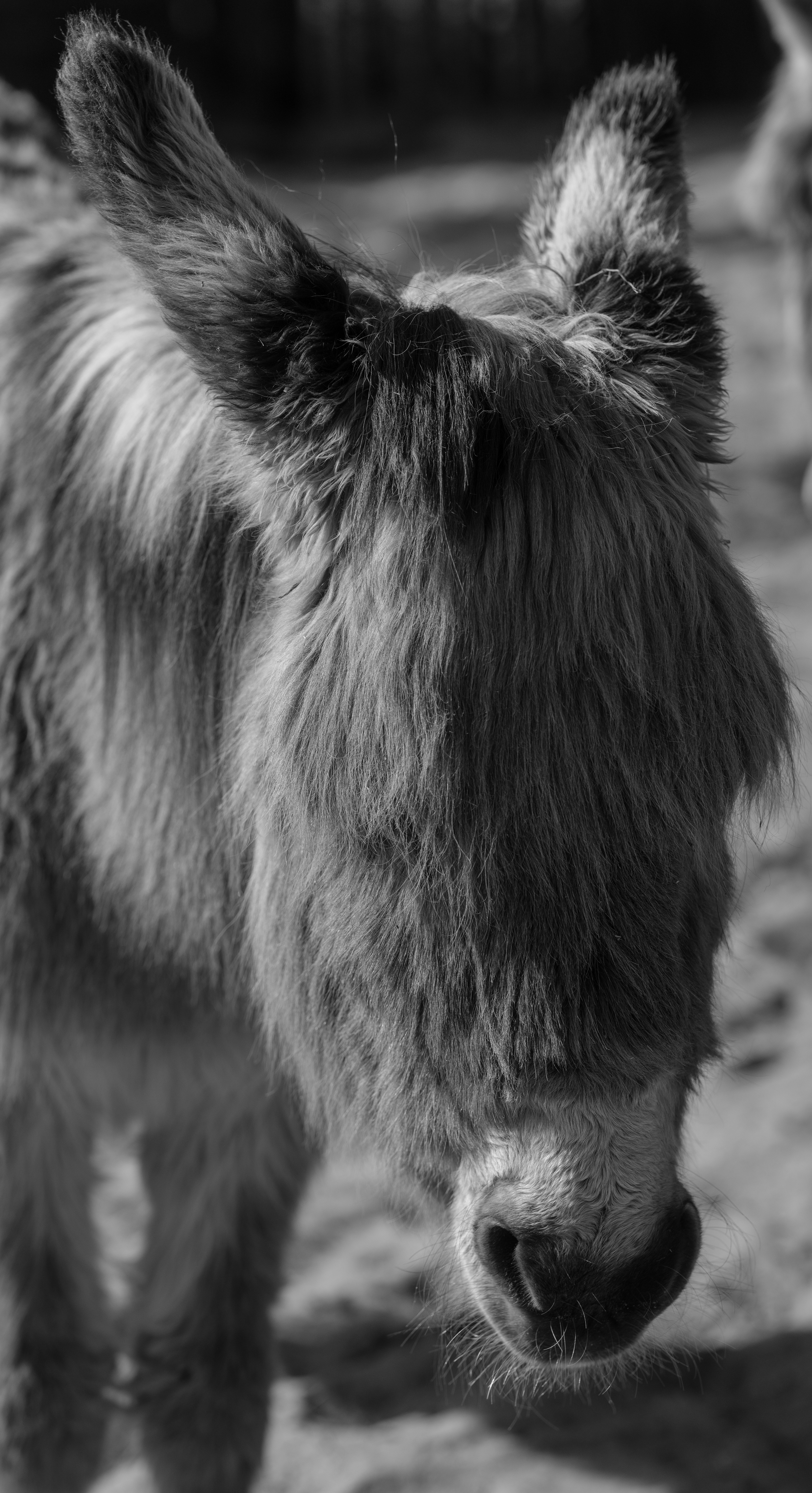 Monochrome Close-Up Portrait of a Donkey: Quiet Gaze and Fur Detail