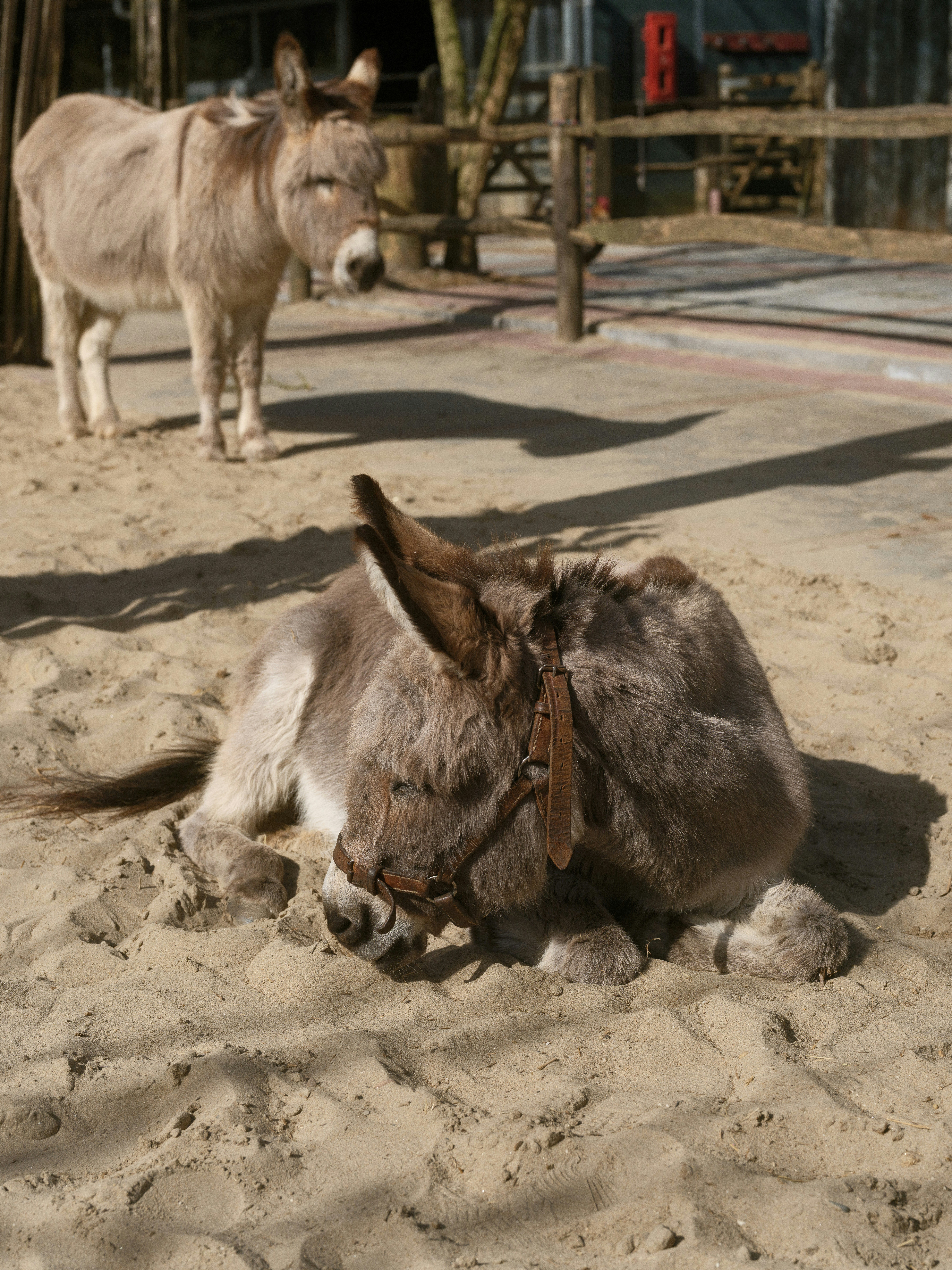 Sunlit Tranquility: A Dozing Donkey in the Sand