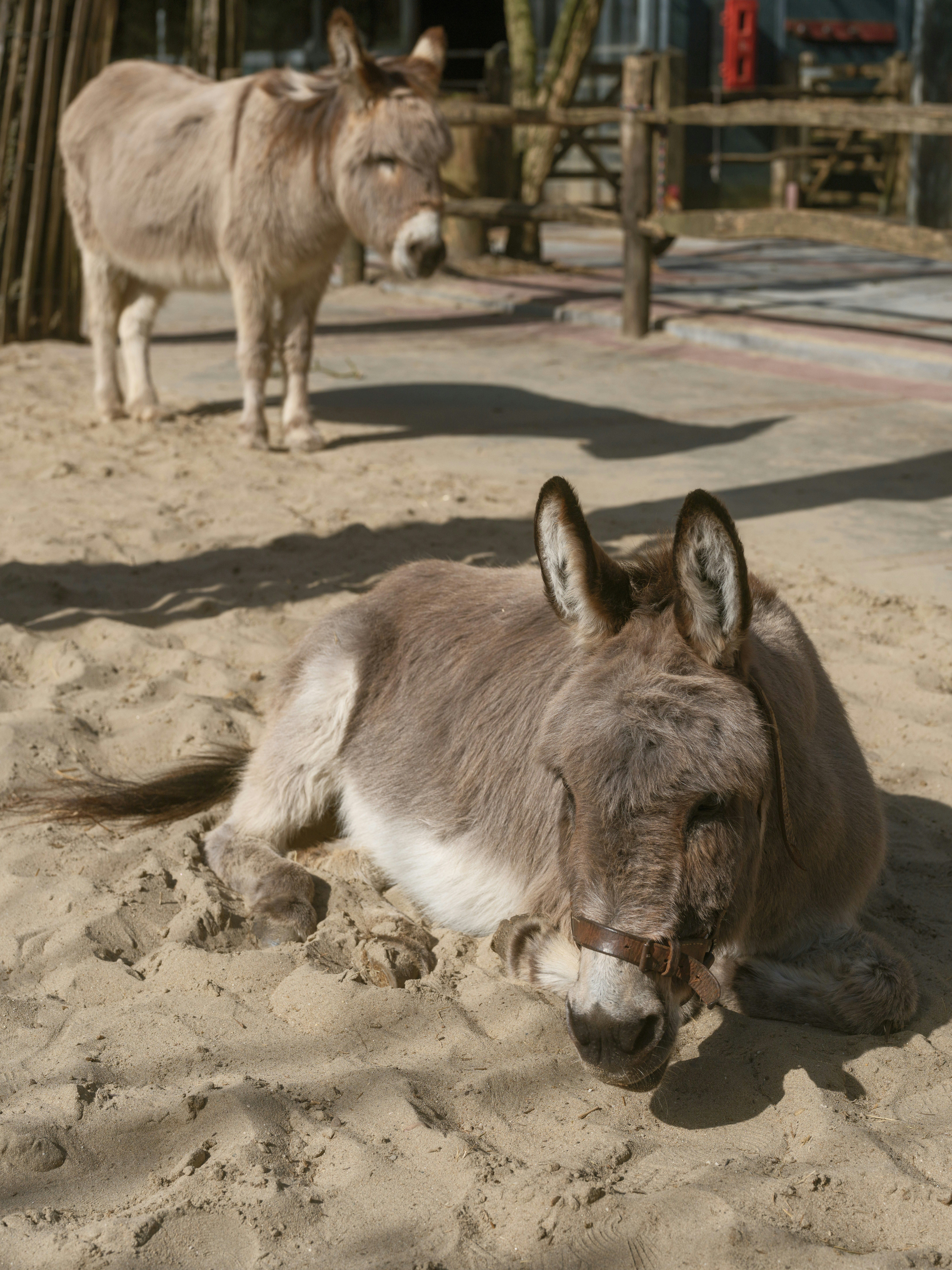 Two donkeys relax on sandy ground. photo – Free Dog Image on Unsplash