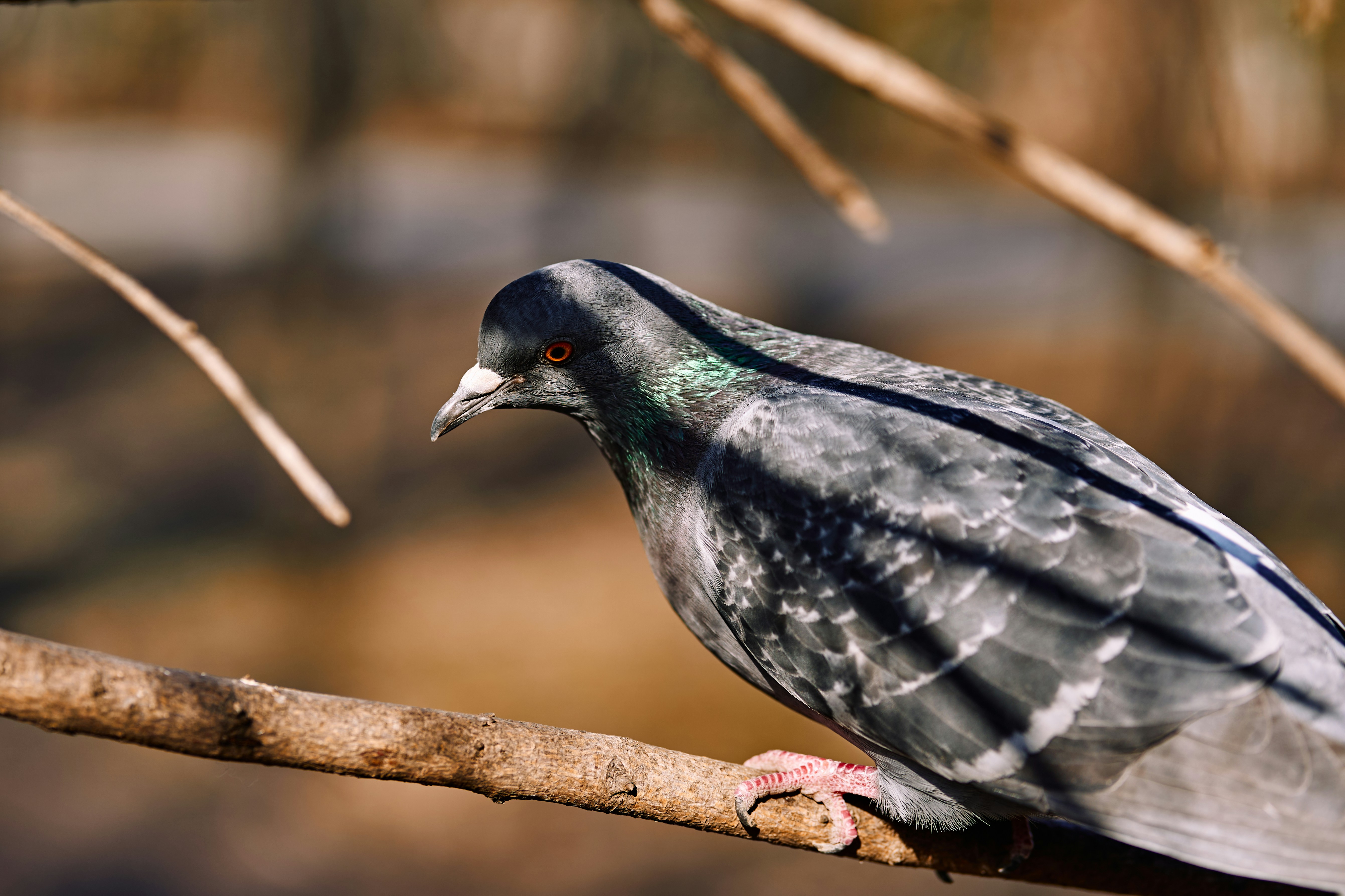 A pigeon rests on a branch in the sunlight. photo – Free Animal Image ...