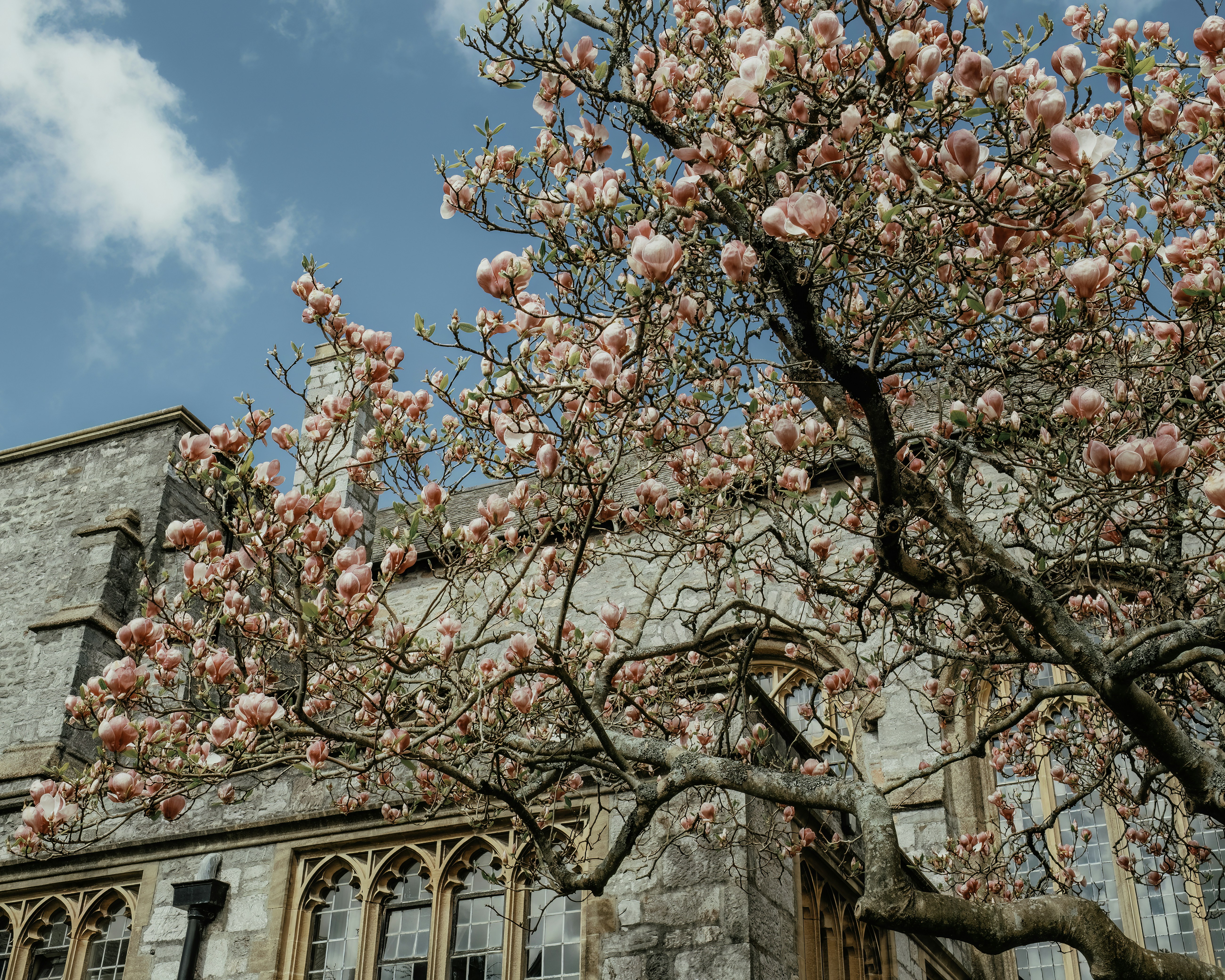 Pink blossoms on a tree in front of a historic stone building under a blue sky.