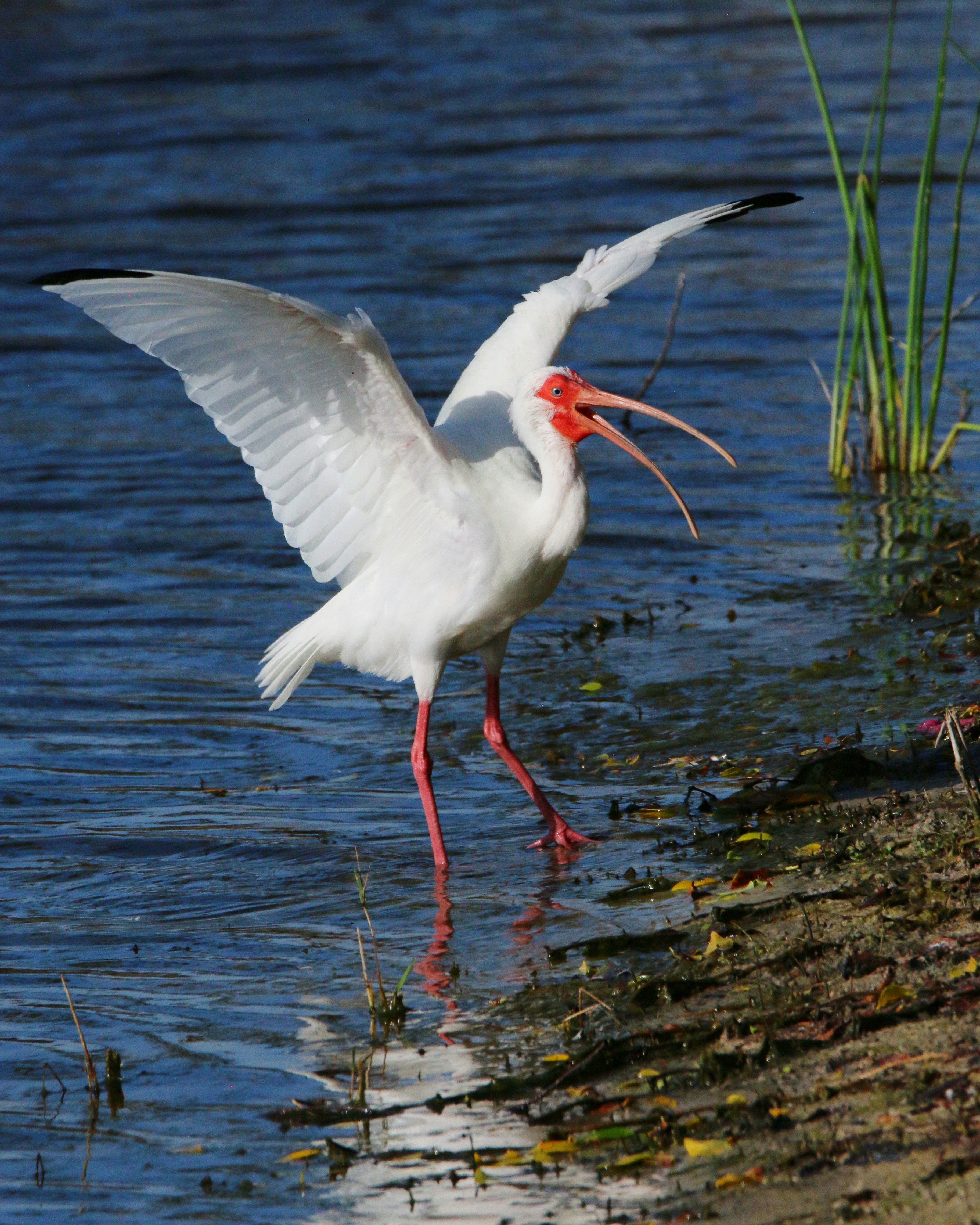 White ibis with wings spread wide standing at the water's edge, vibrant red face and legs highlighted against the shimmering lake.