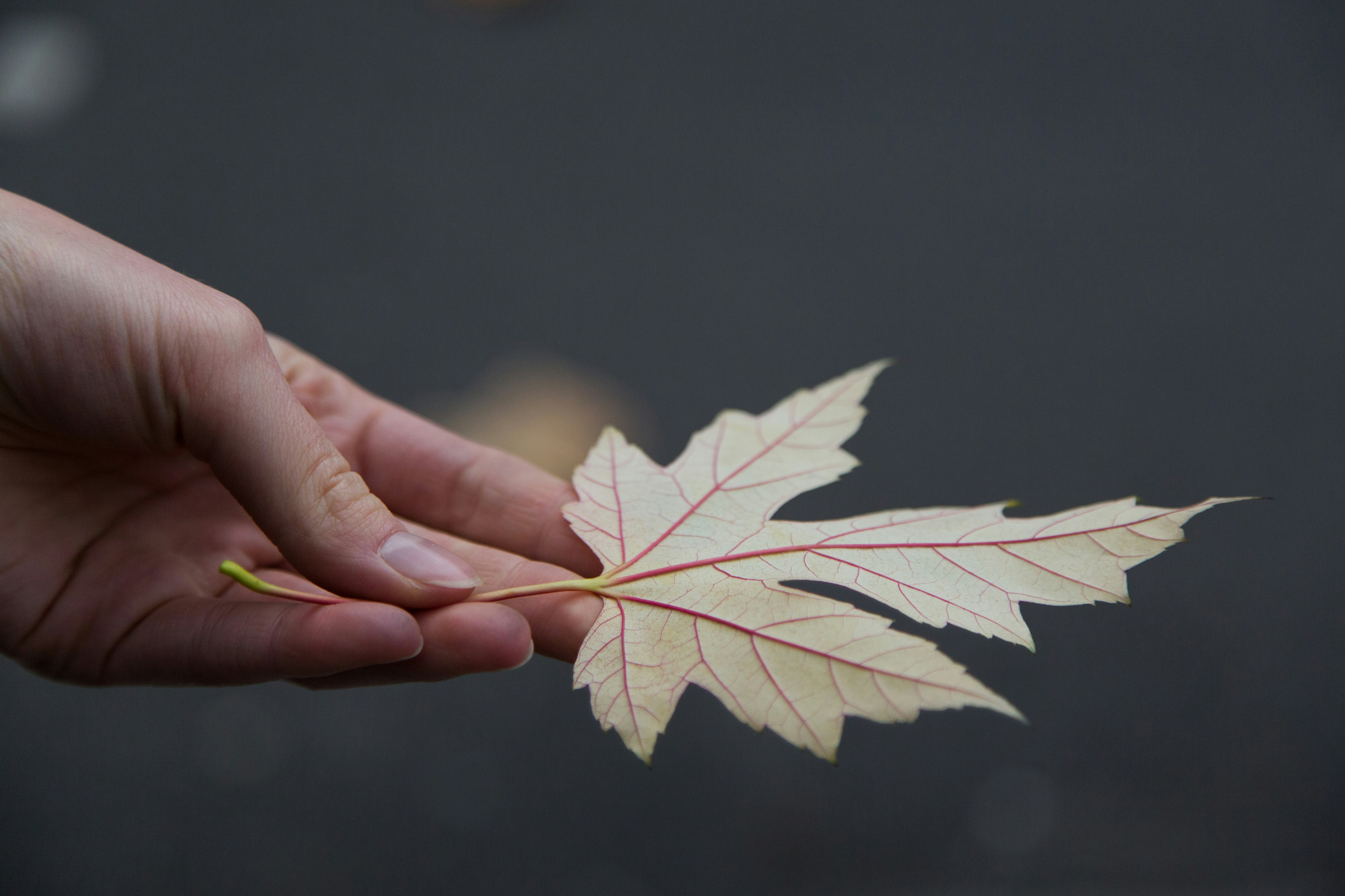 Hand holding a pale autumn leaf against a blurred dark background.