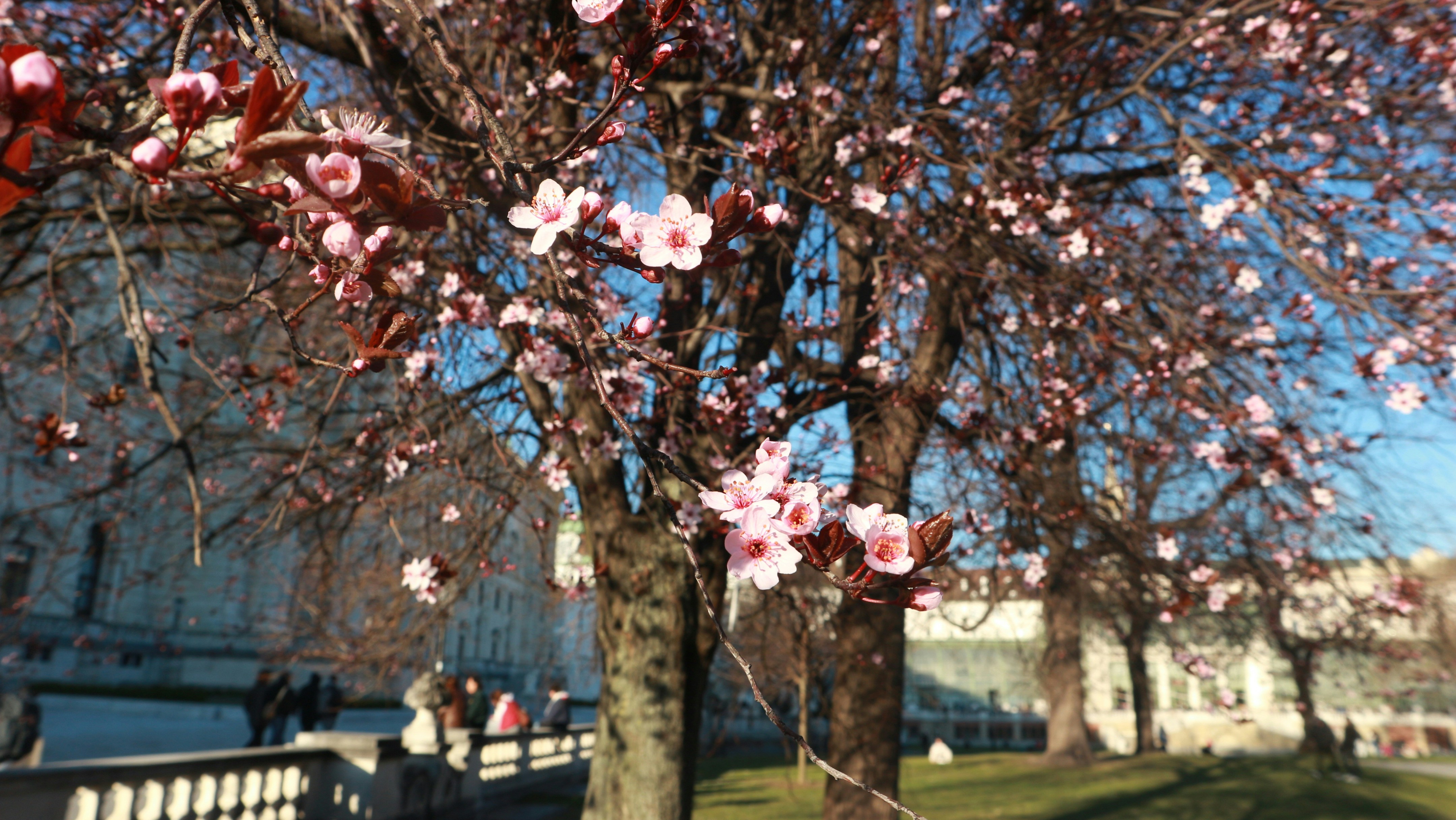 Photo by Jenny Pham with Canon EOS M10