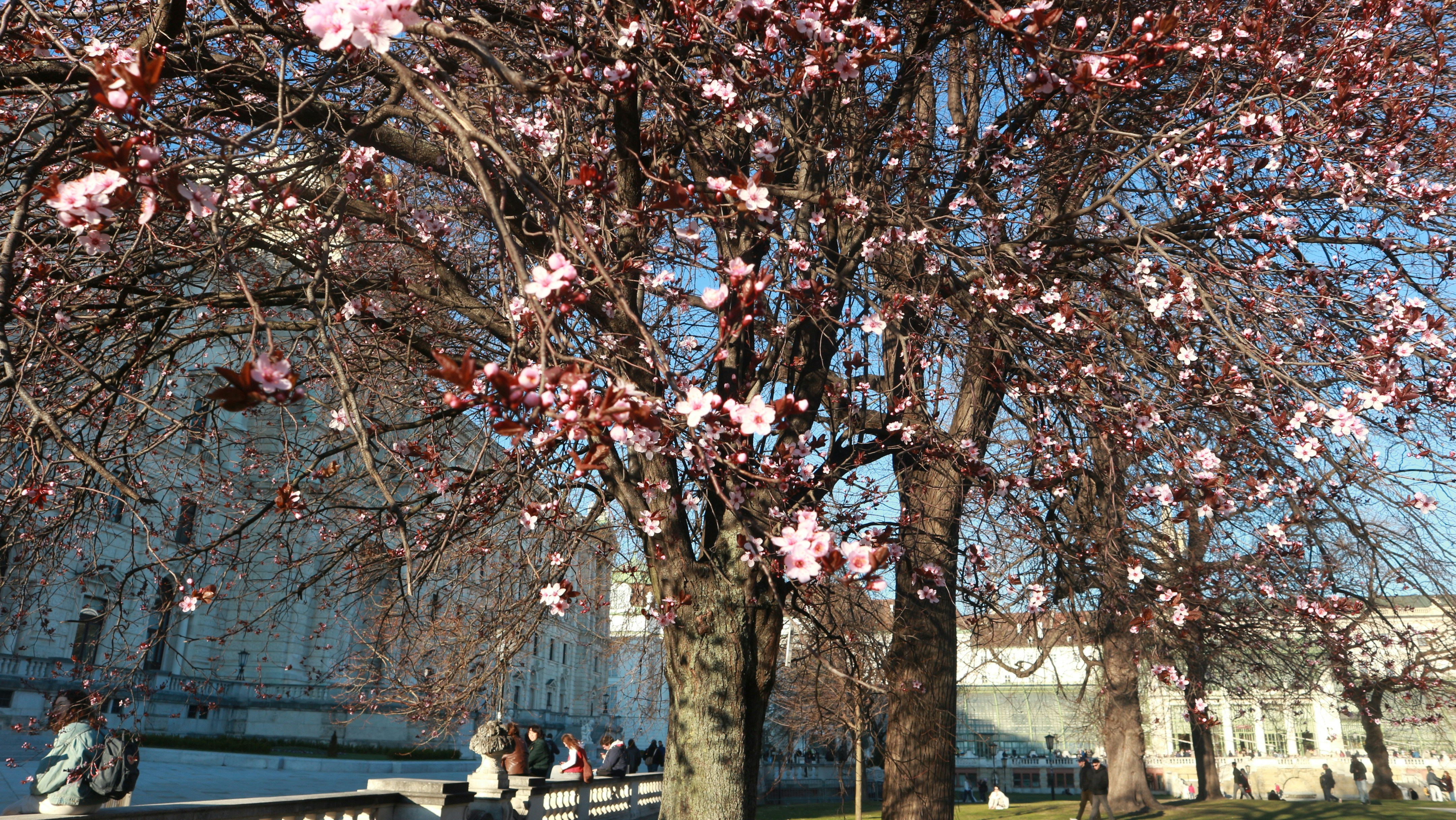 Cherry blossoms in full bloom with a city building in the background under a clear blue sky.