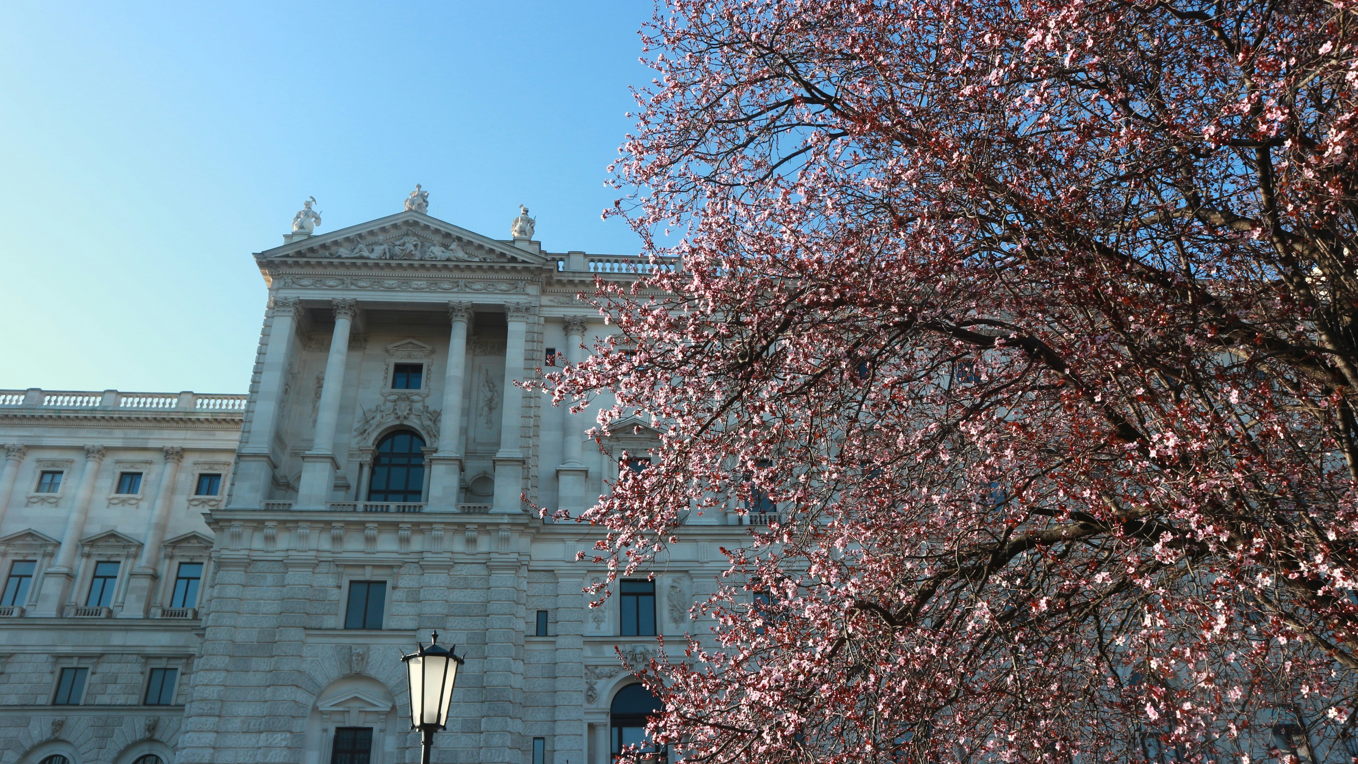 Spring Blossoms Meet Historic Architecture