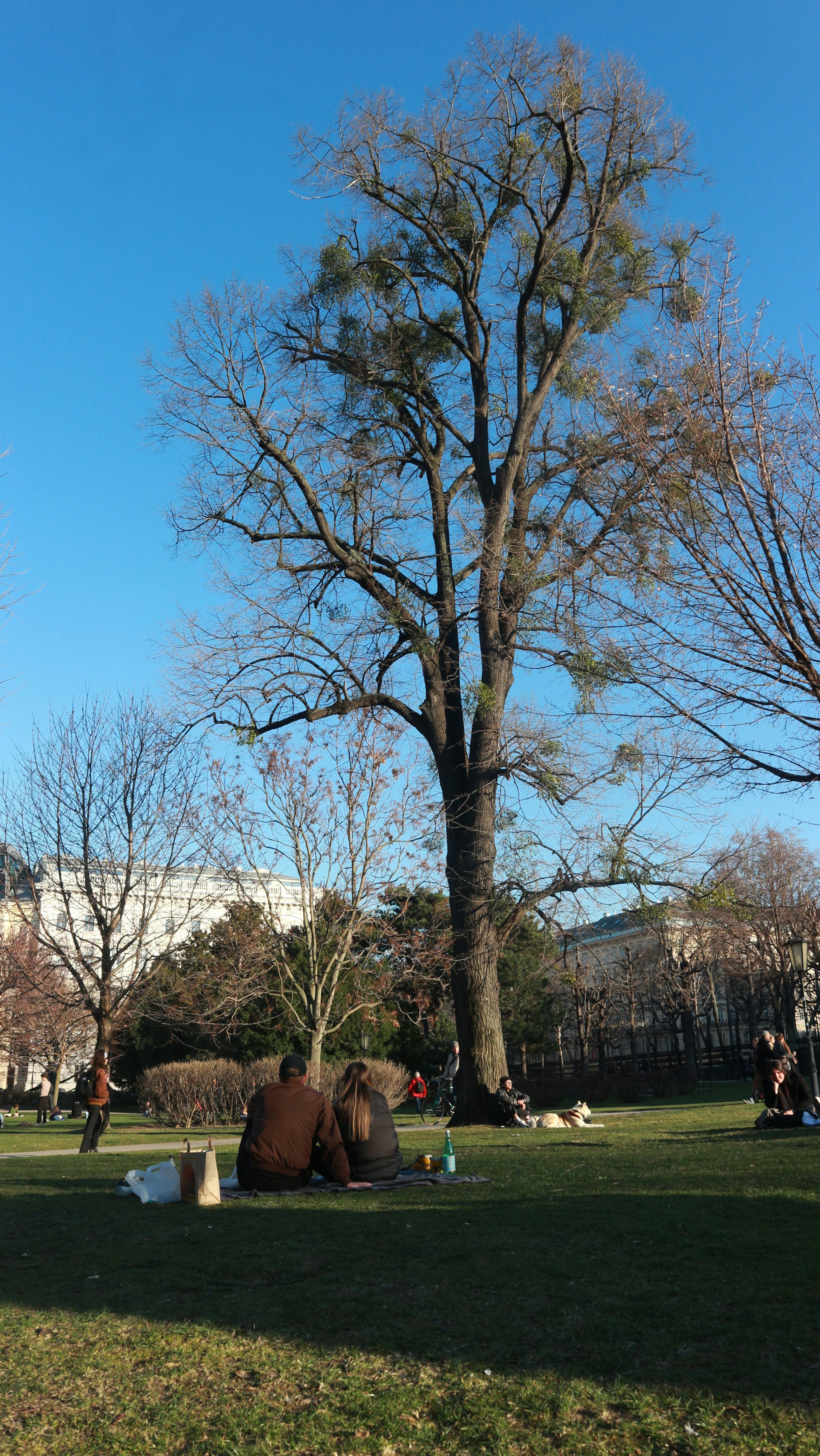 Afternoon Serenity Under the Great Oak