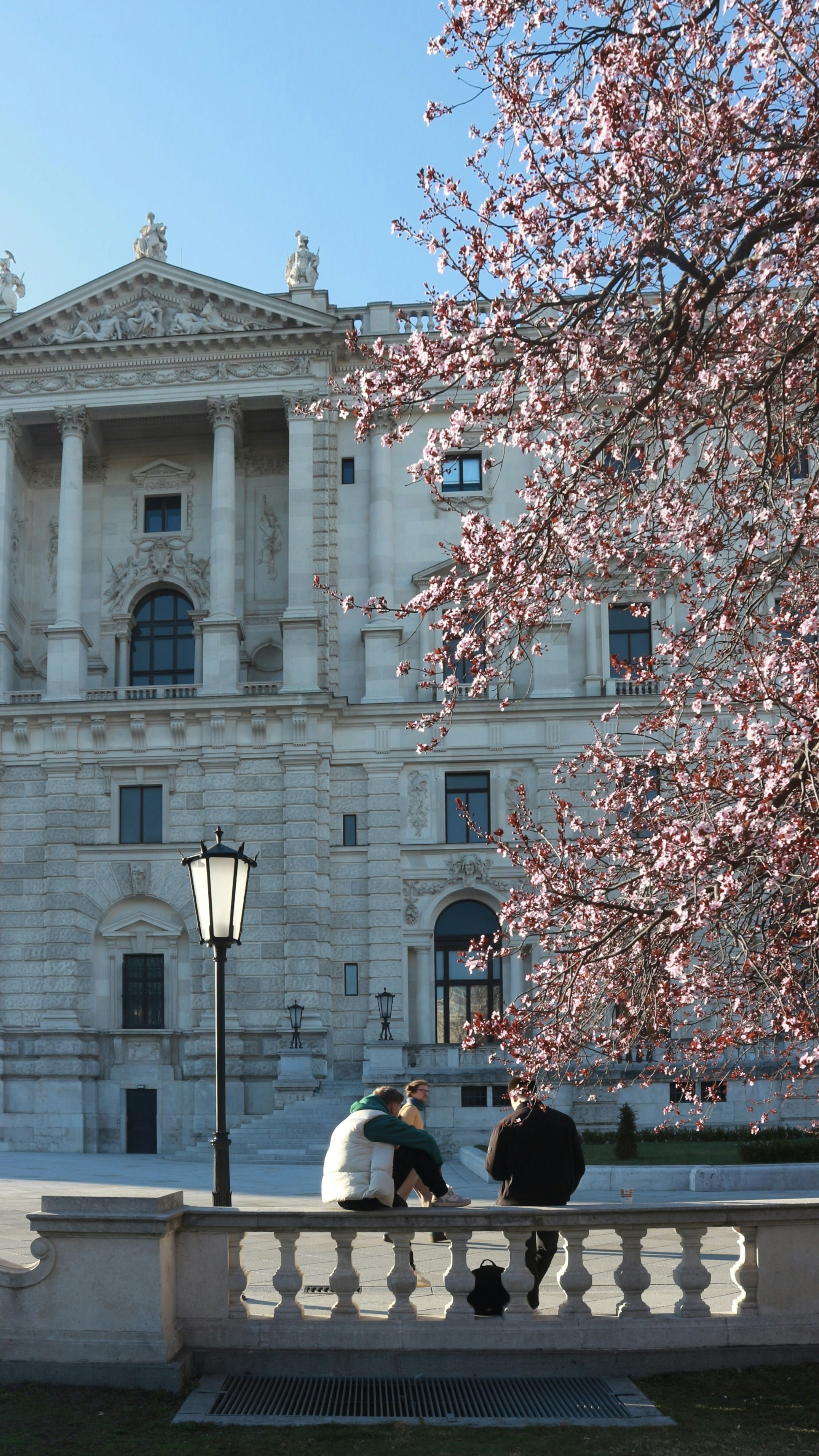 Spring Blossoms Over a Neoclassical Facade: A Quiet Moment by the Balustrade