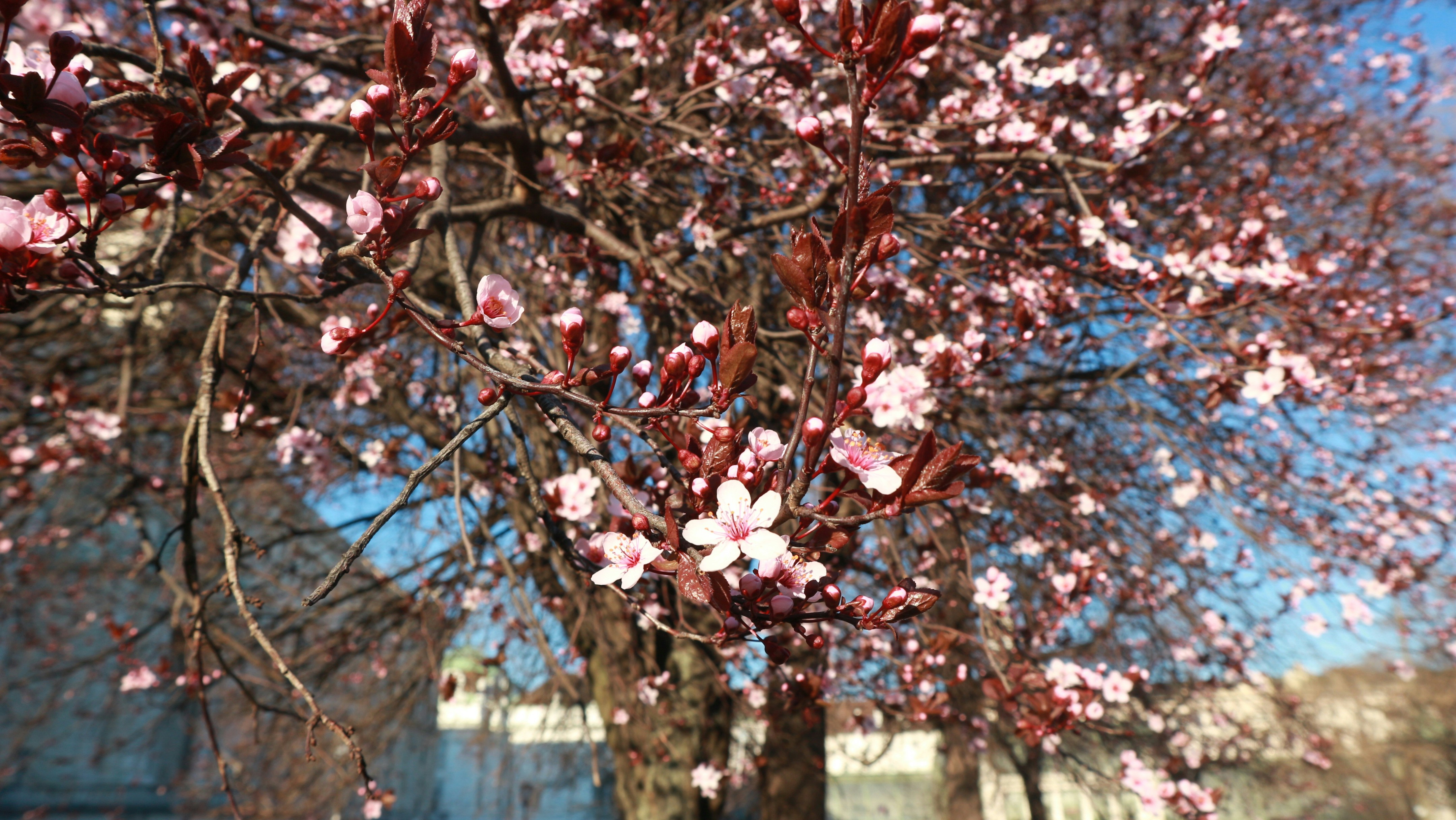 Pink Plum Blossoms Framing a Quiet Spring Sky