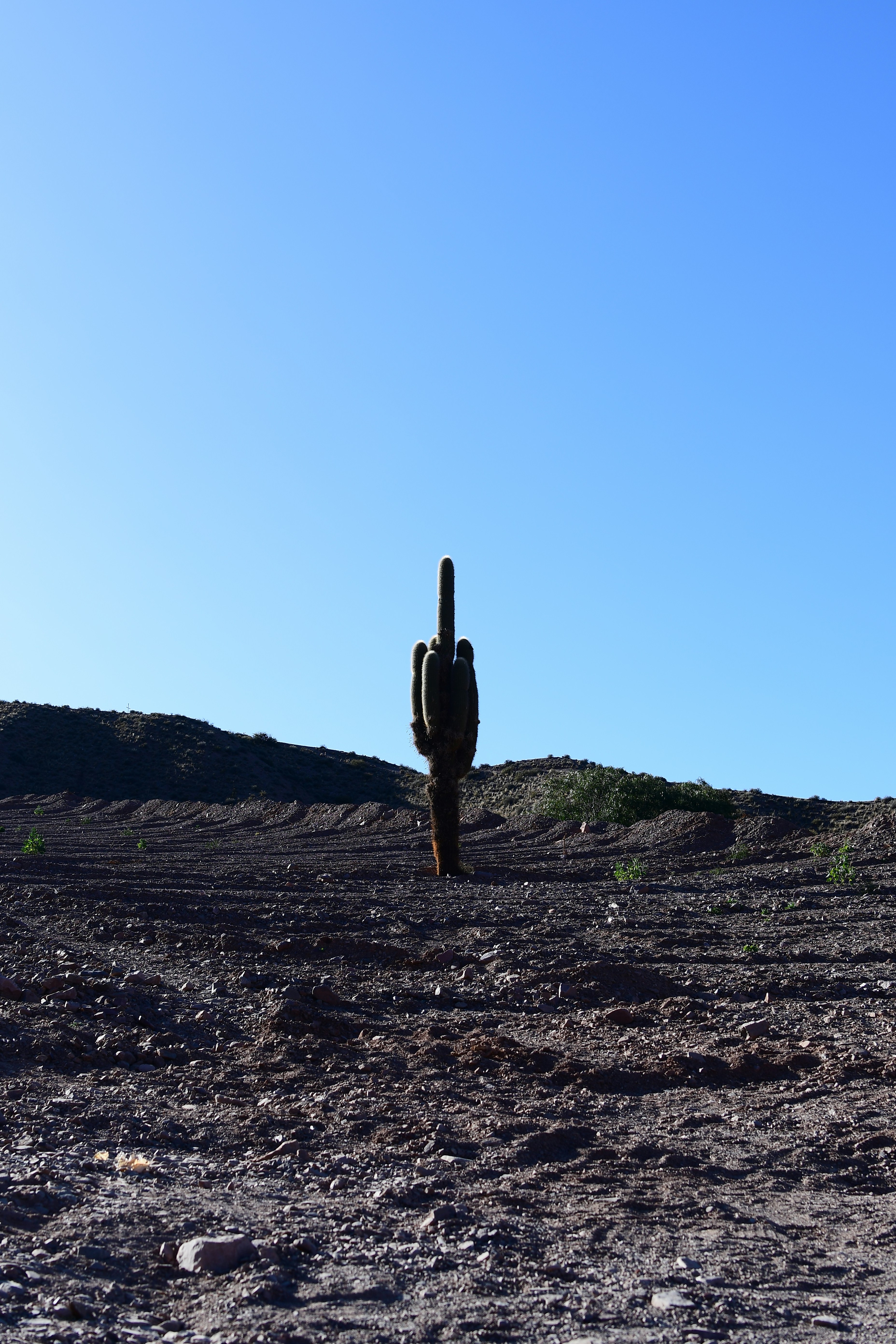 Lone Saguaro on a Quiet Desert Horizon