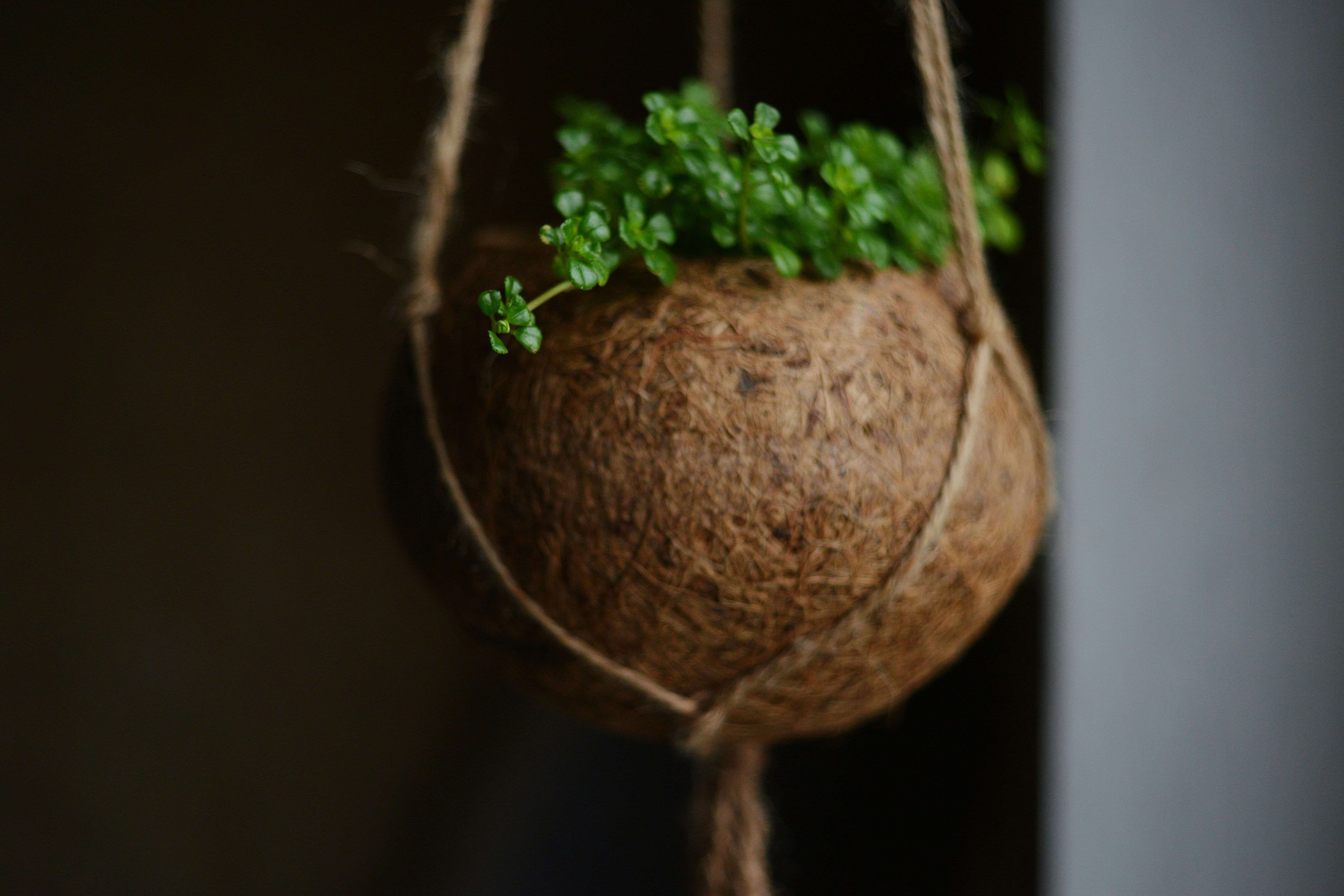 Emerald Sprout in a Rustic Hanging Coir Planter
