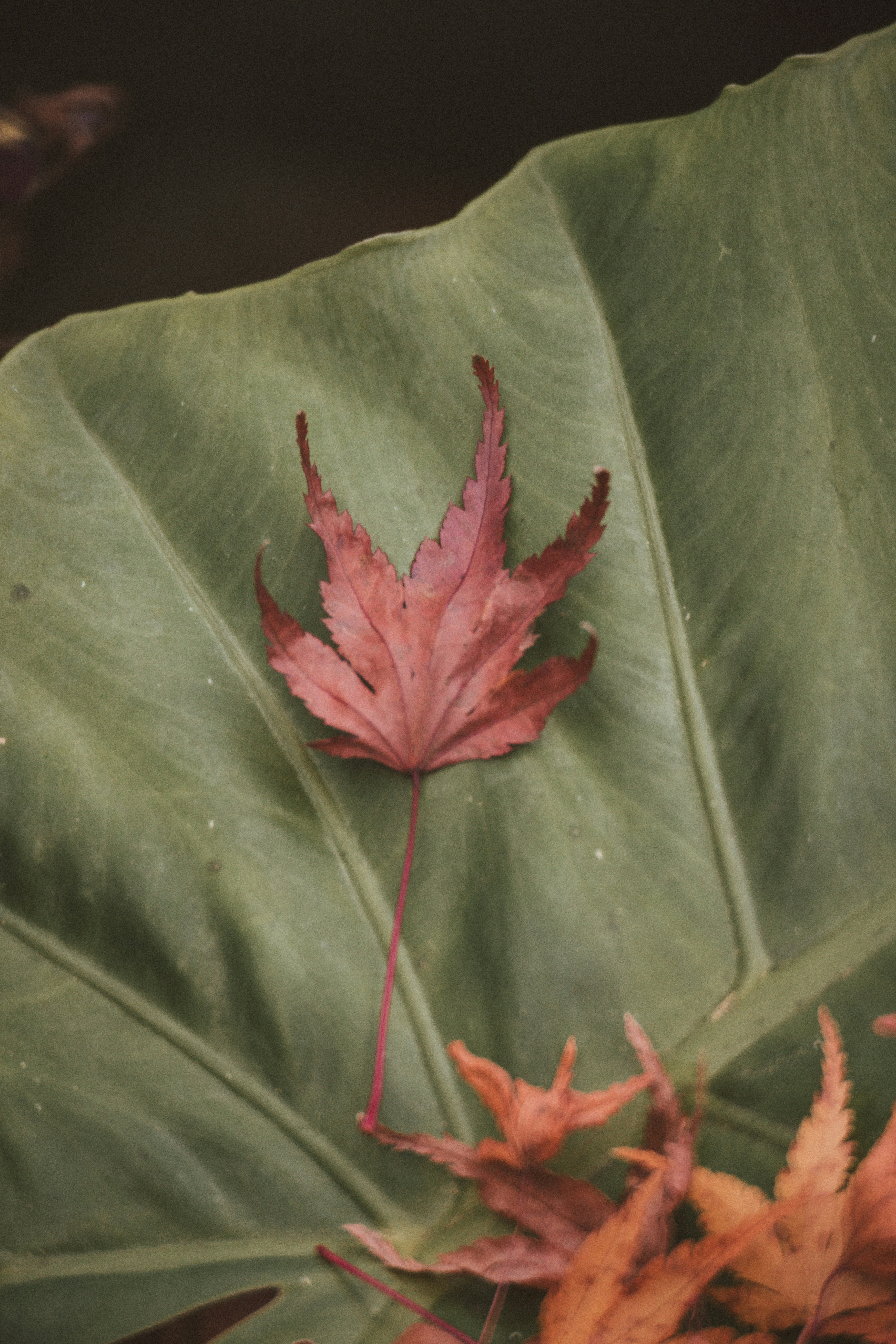 Autumn Leaf on Verdant Canvas