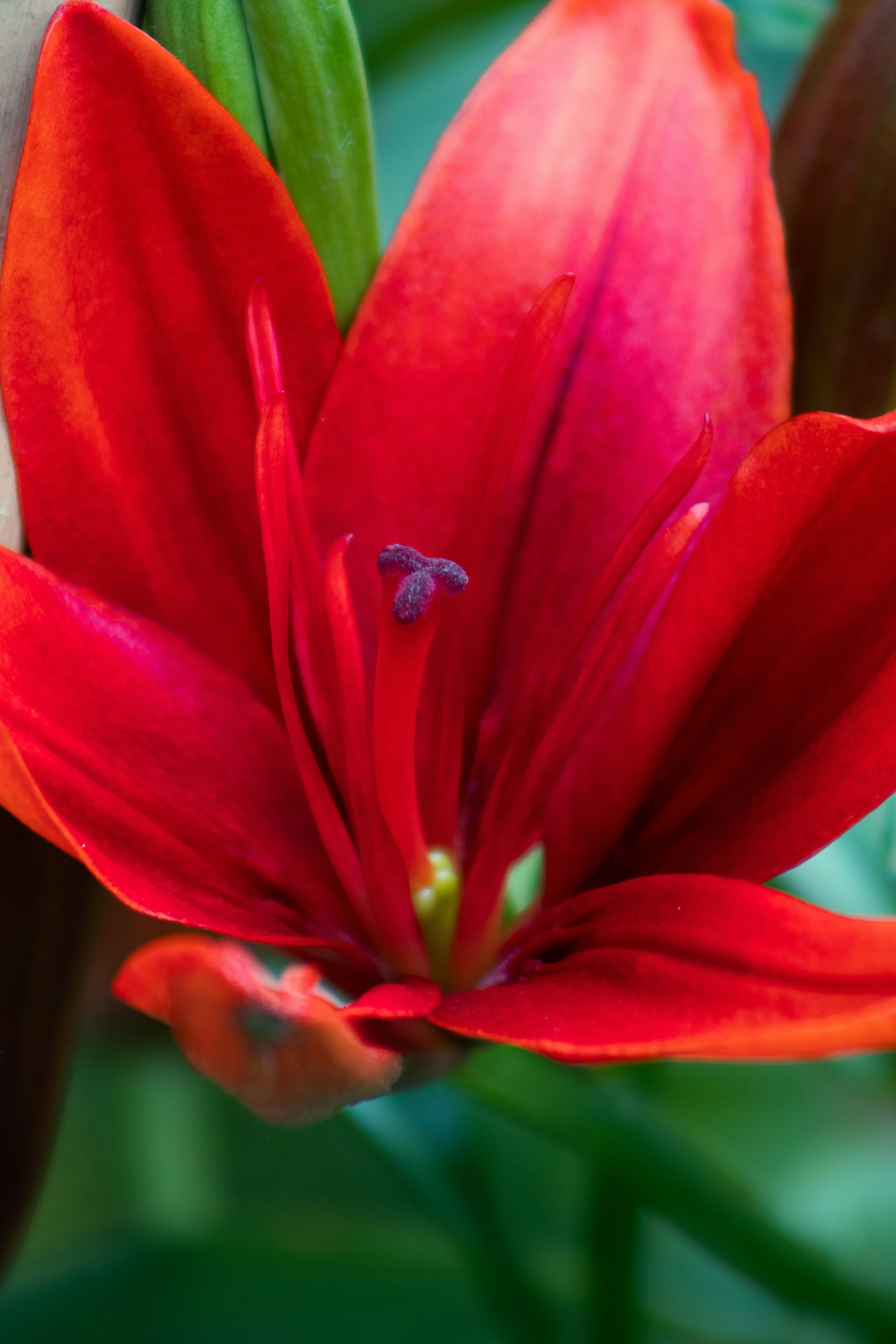 A vibrant red flower blooms in focus.