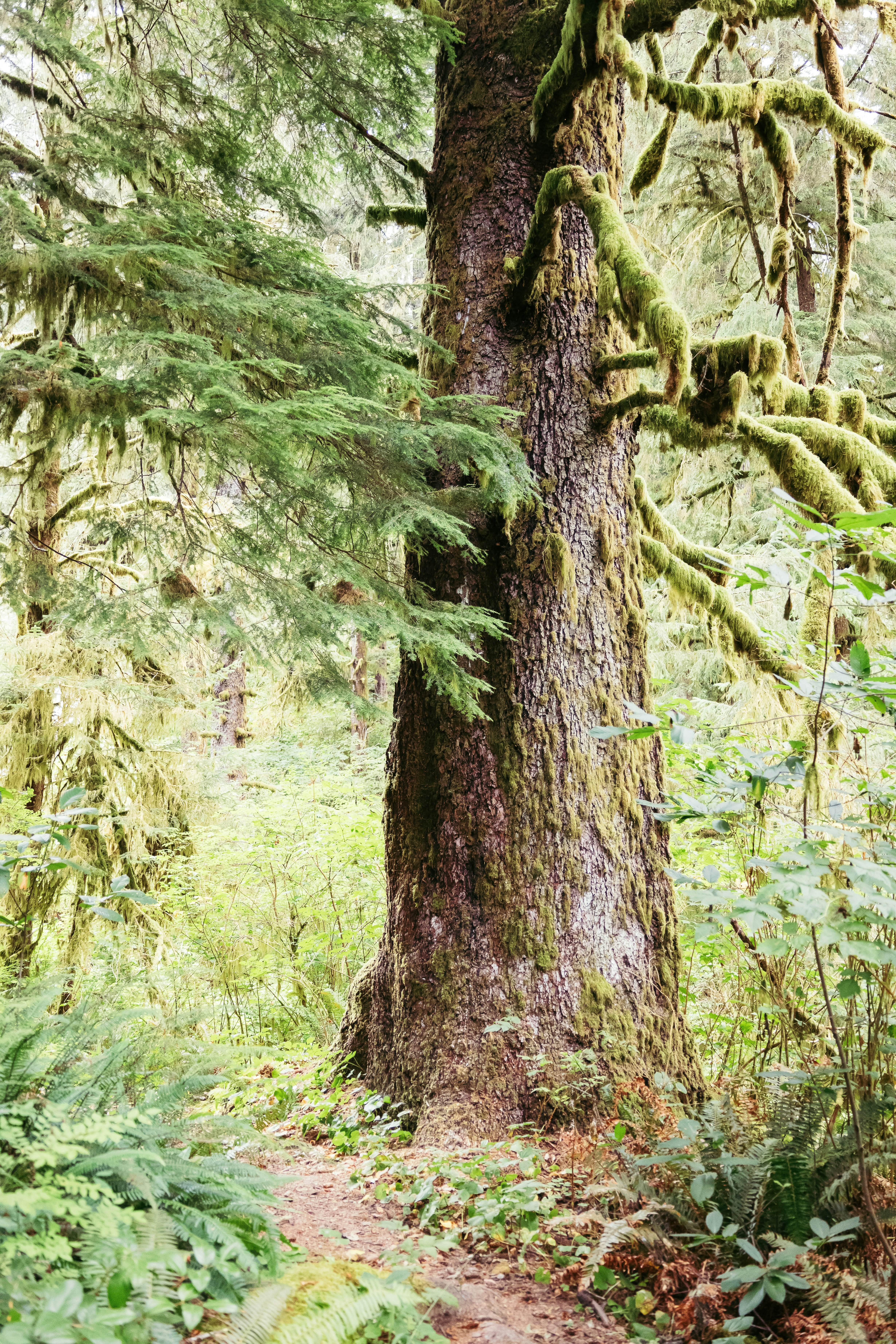 Tall tree covered in moss stands amidst dense, lush greenery in a forest.