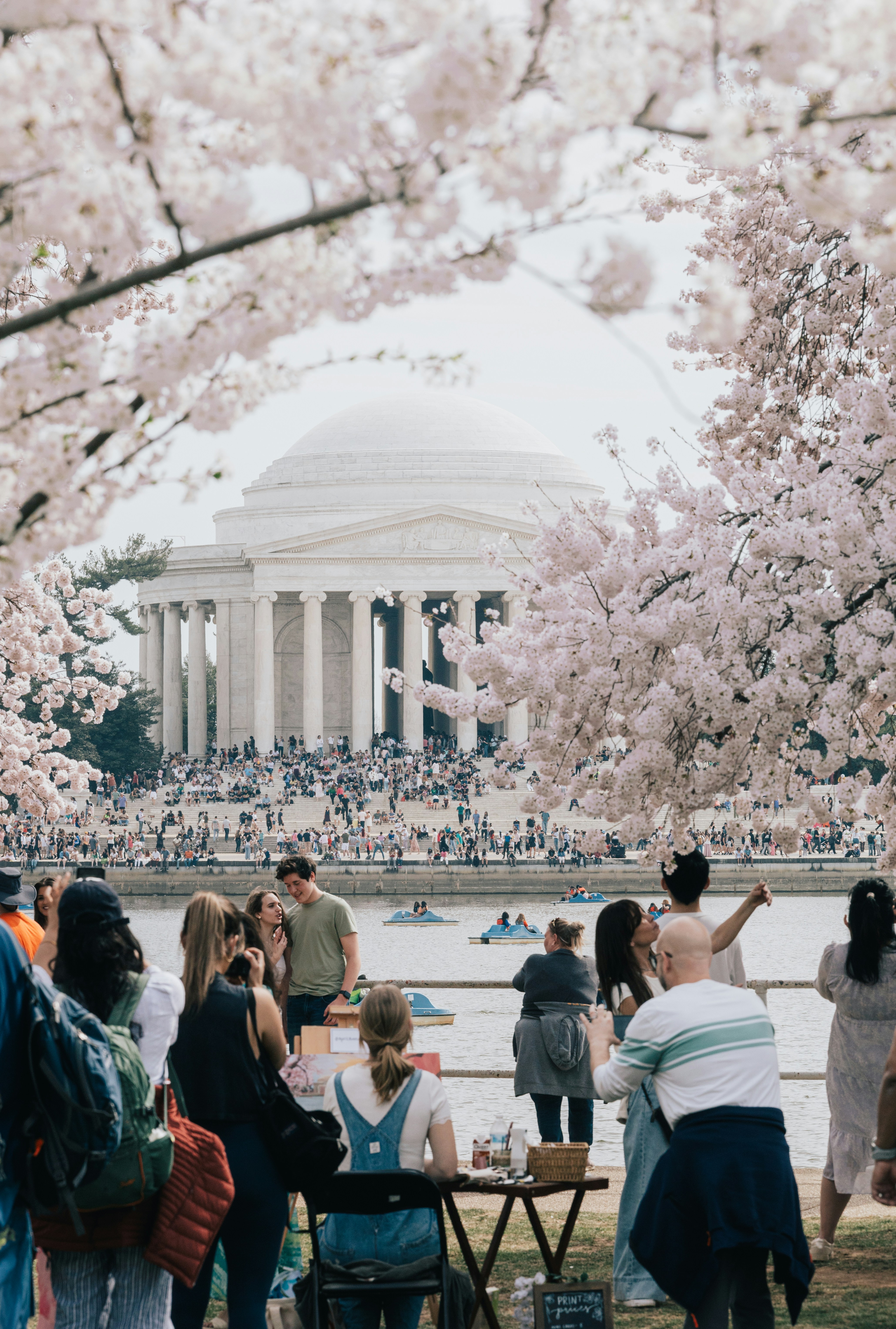 Crowds gather under cherry blossoms near the Jefferson Memorial, enjoying a spring day.