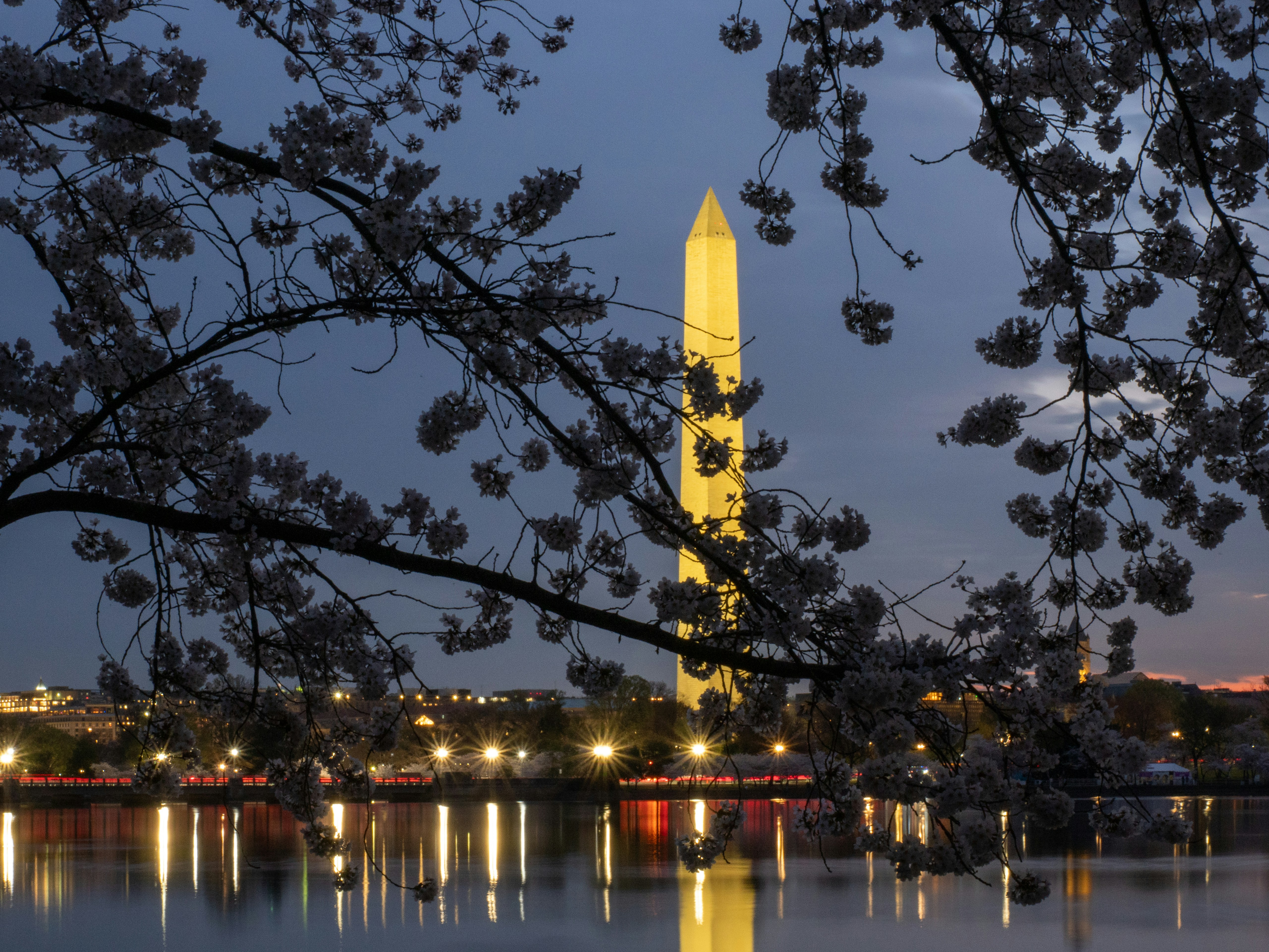 Dusk Obelisk Through a Veil of Cherry Blossoms
