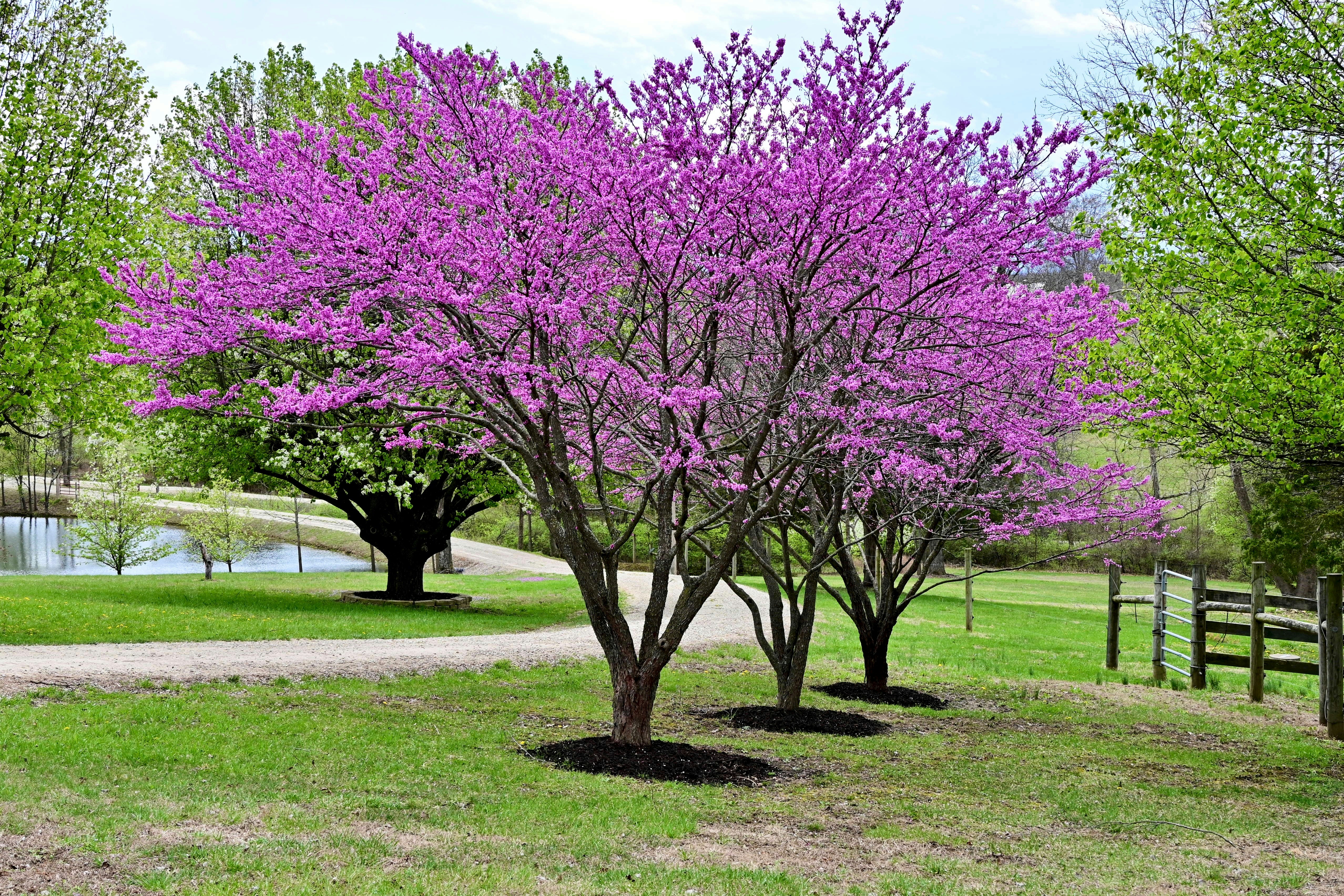 Spring Blossom Ensemble: Pink Trees in a Quiet Park