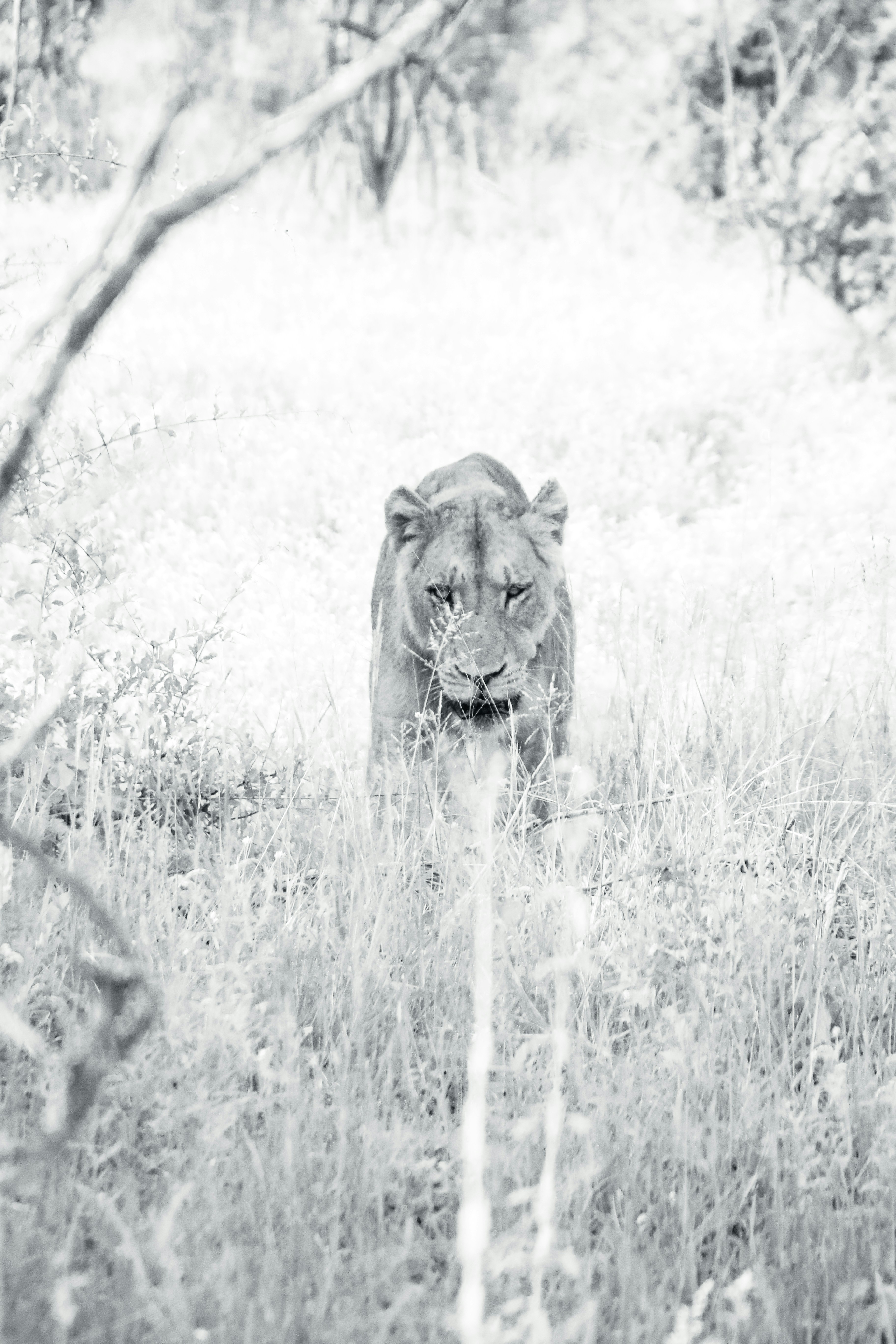 young lion | A lioness walks through tall grass.