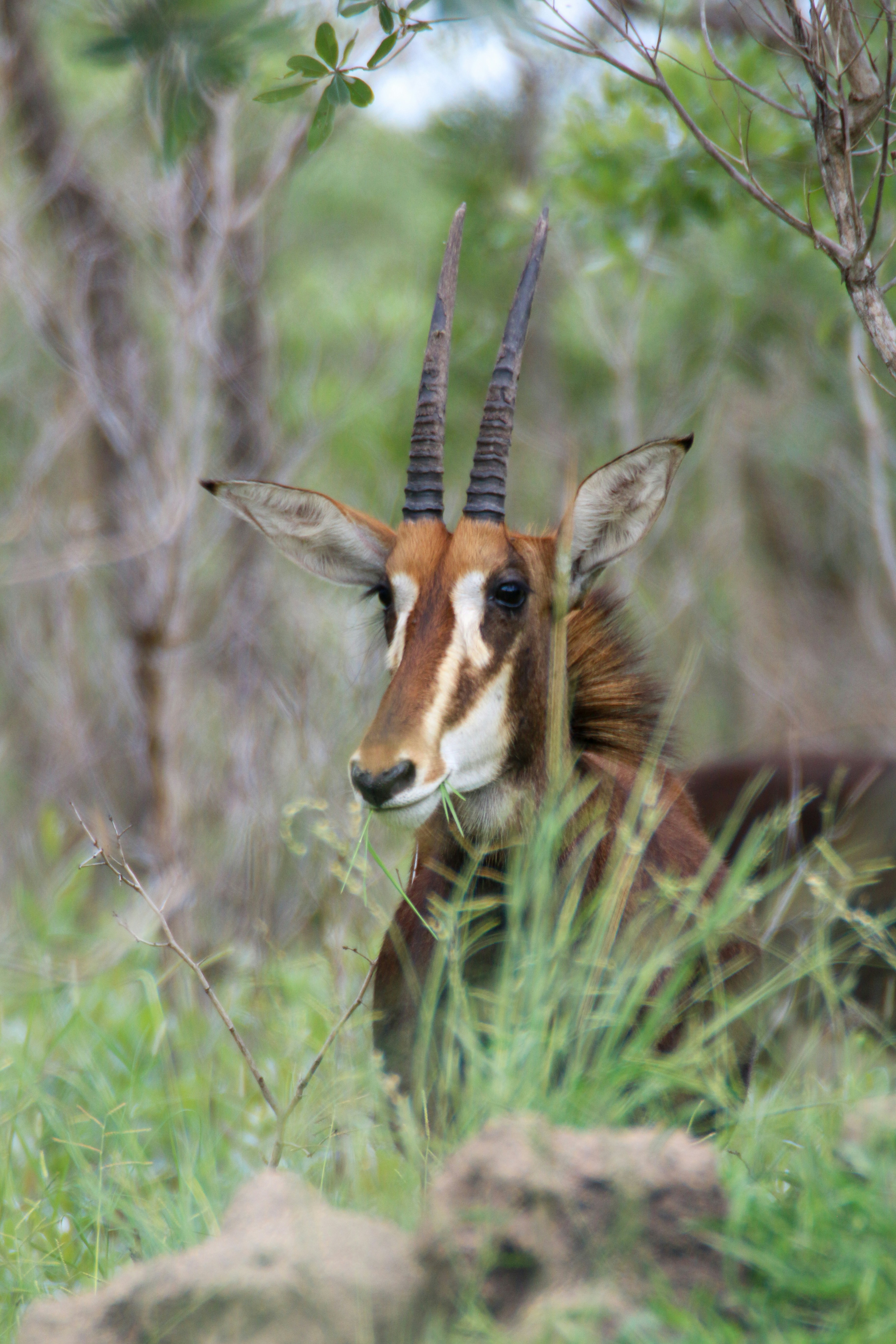 A sable antelope sits in tall grass. photo – Free Animal Image on Unsplash
