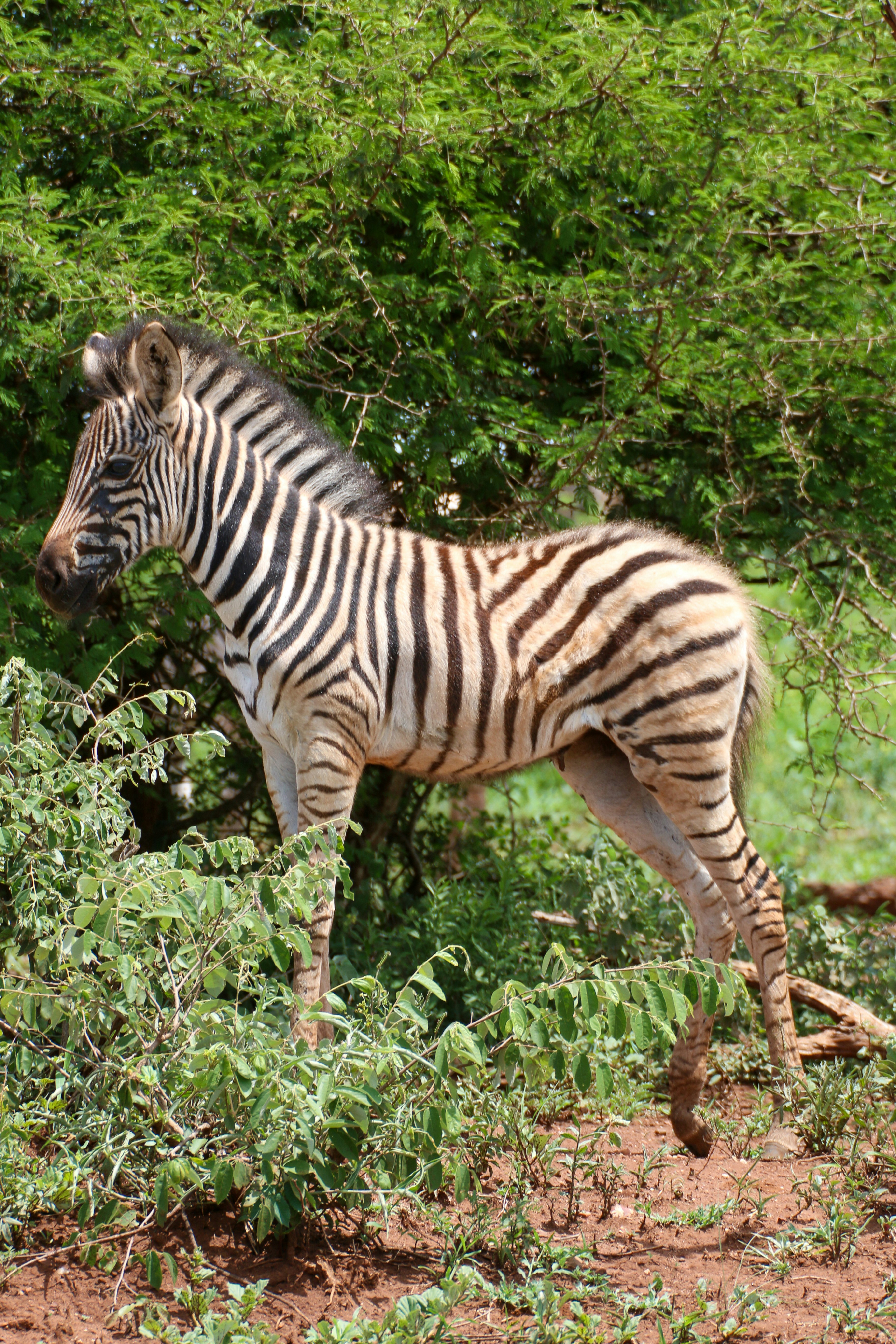 Striding Zebra Amid Green Thicket