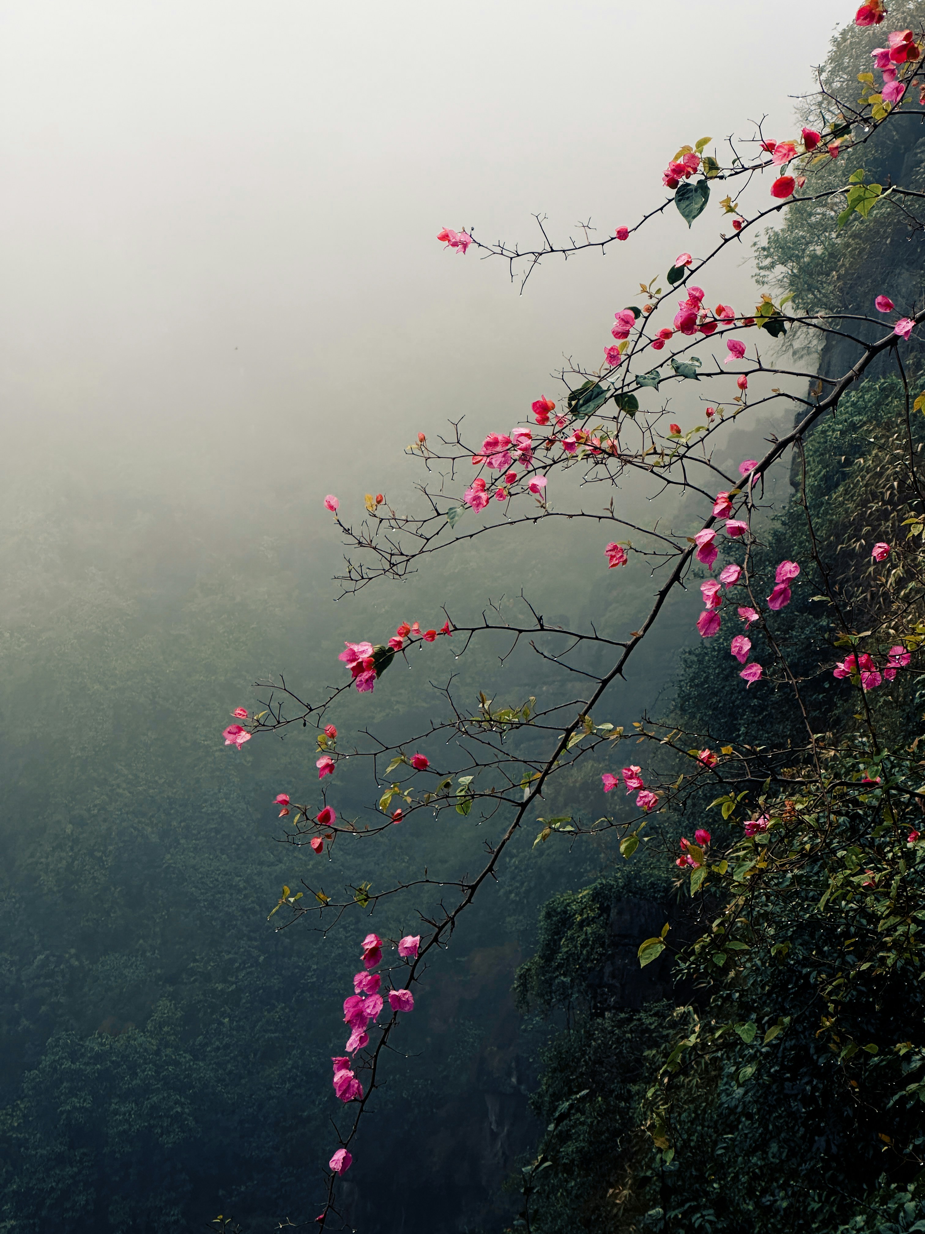 Crimson Blossoms on a Mist-Kissed Cliff Edge