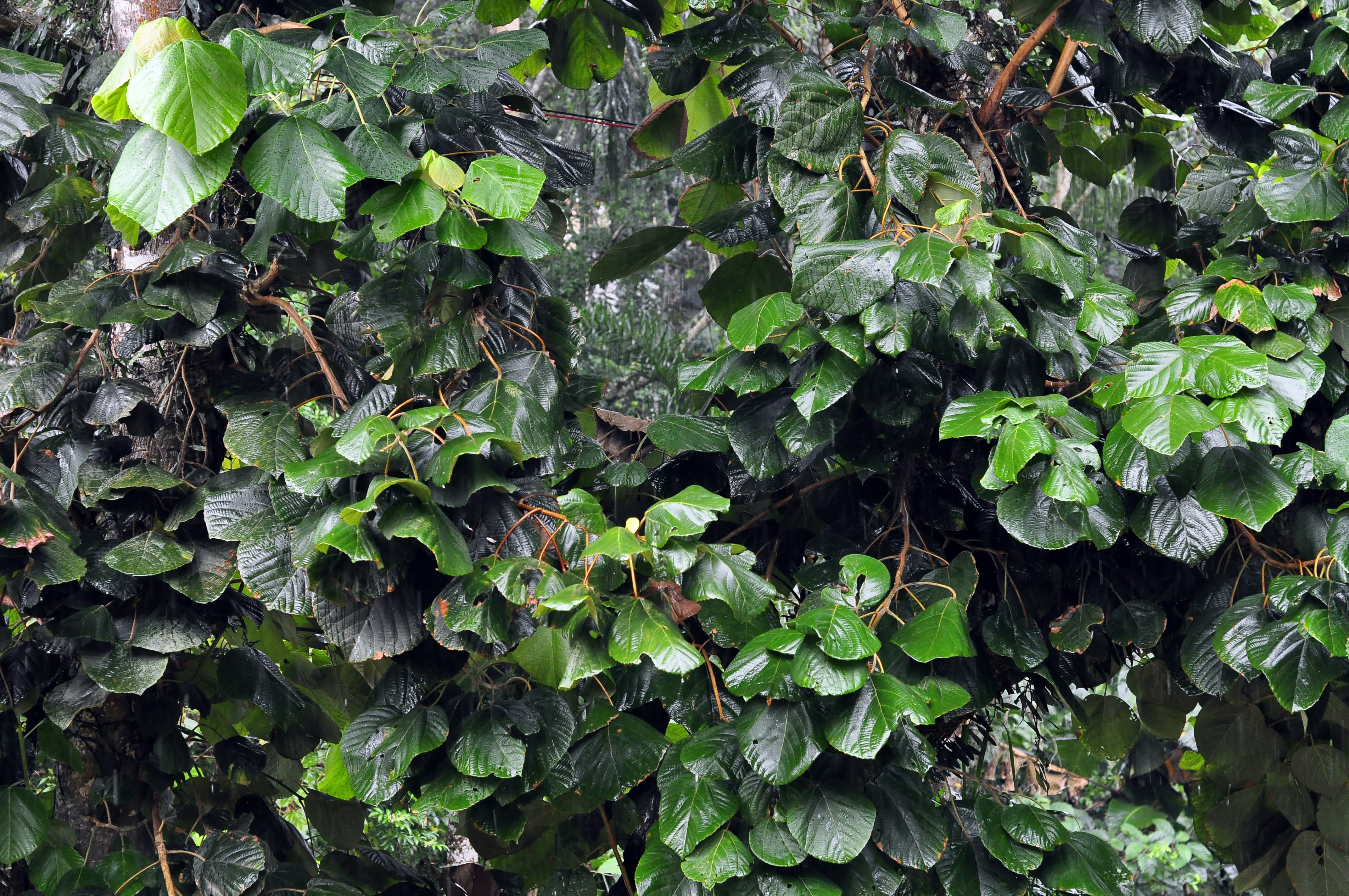 Lush green leaves glistening with raindrops form a dense canopy.