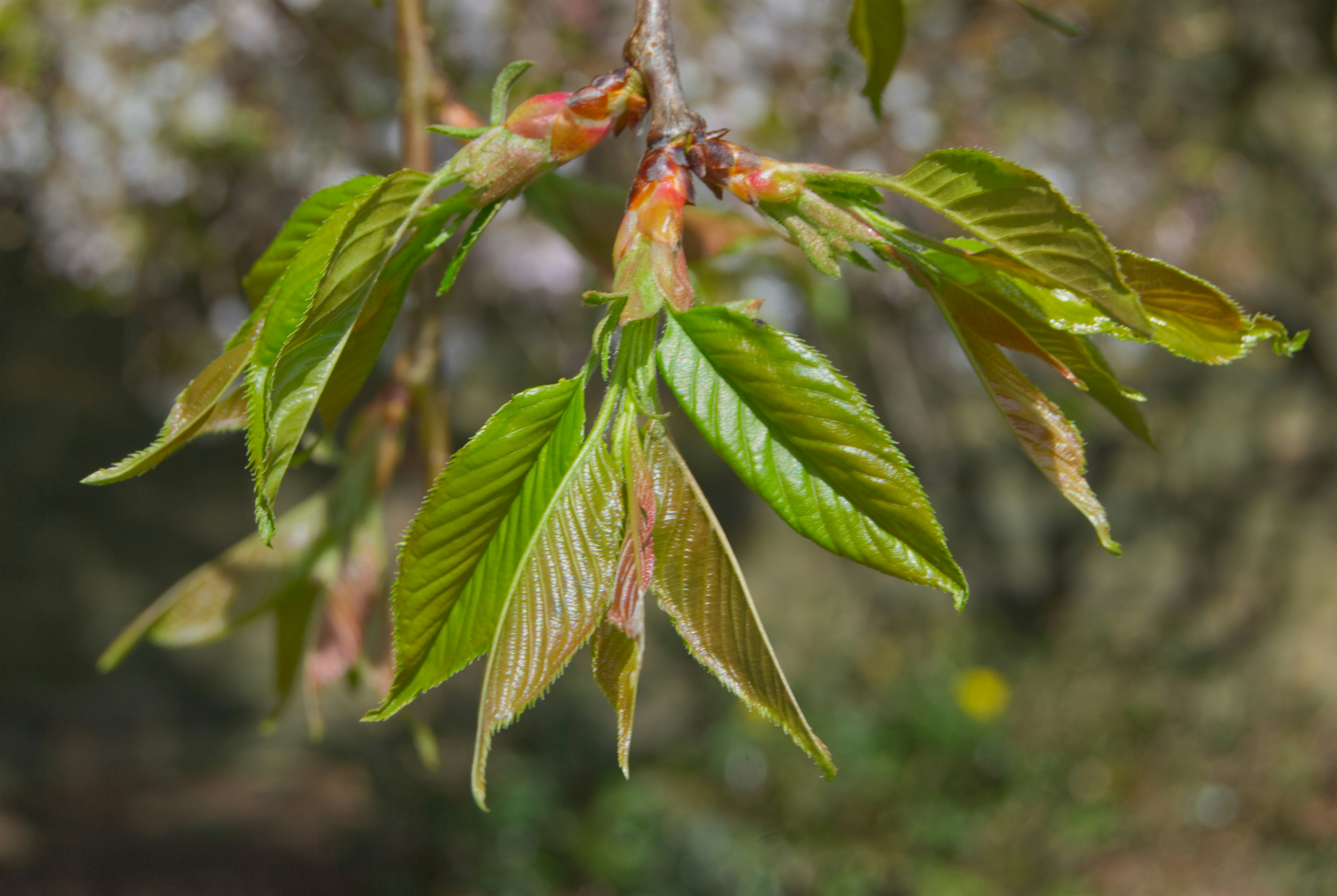 Photo by JOGsplash with Nikon D40X