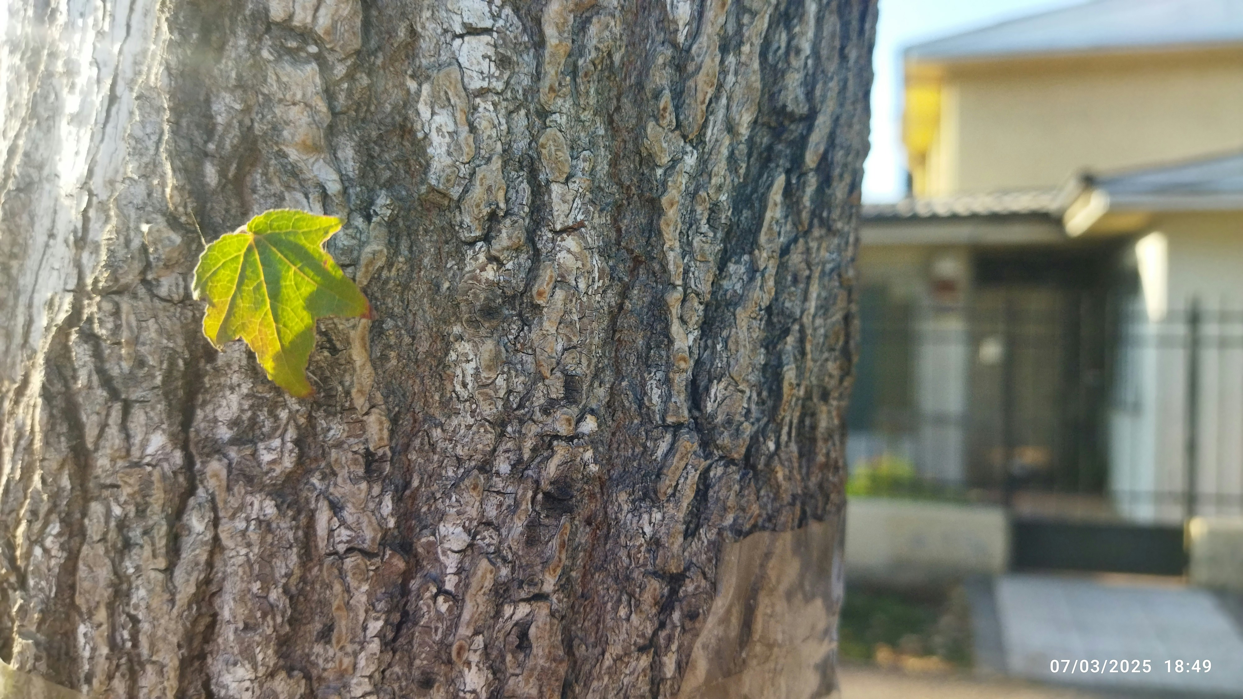 Close-up of a small green leaf growing from the rough bark of a tree, with a blurred house in the background.