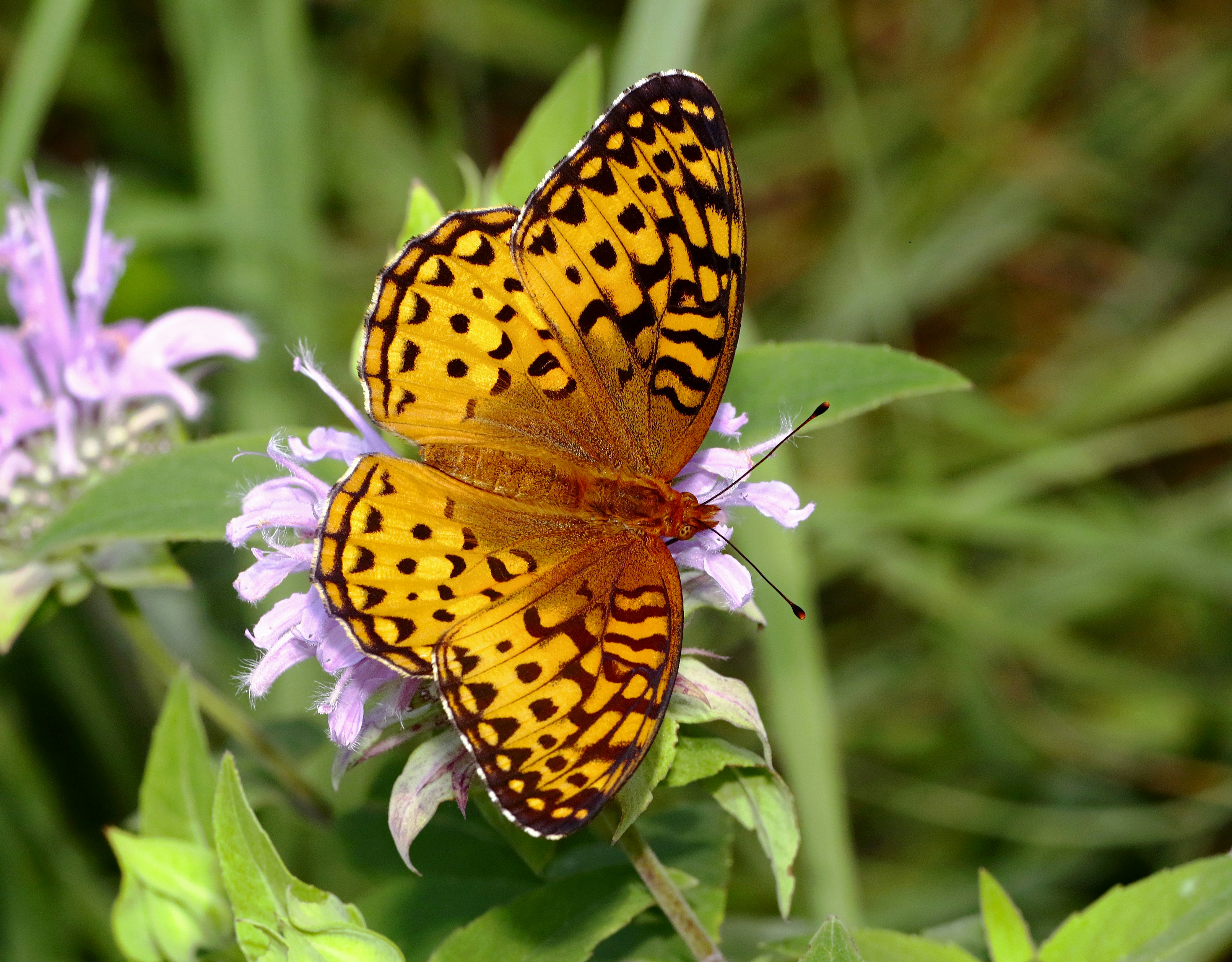Amber Horizons: A garden butterfly perched on lavender bloom