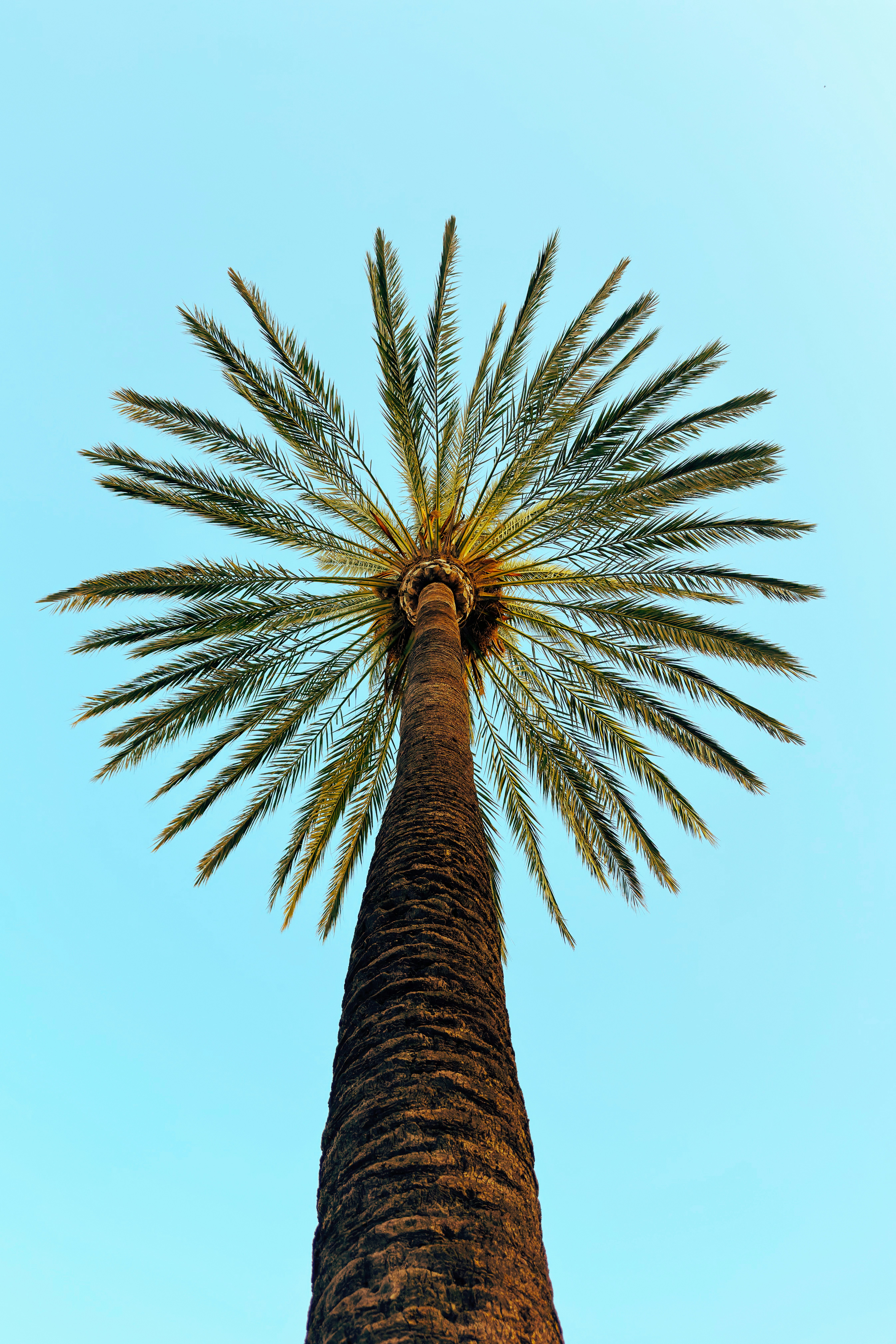 A tall palm tree is photographed from ground level, its textured trunk leading to a radiating crown of fronds against a bright blue sky.