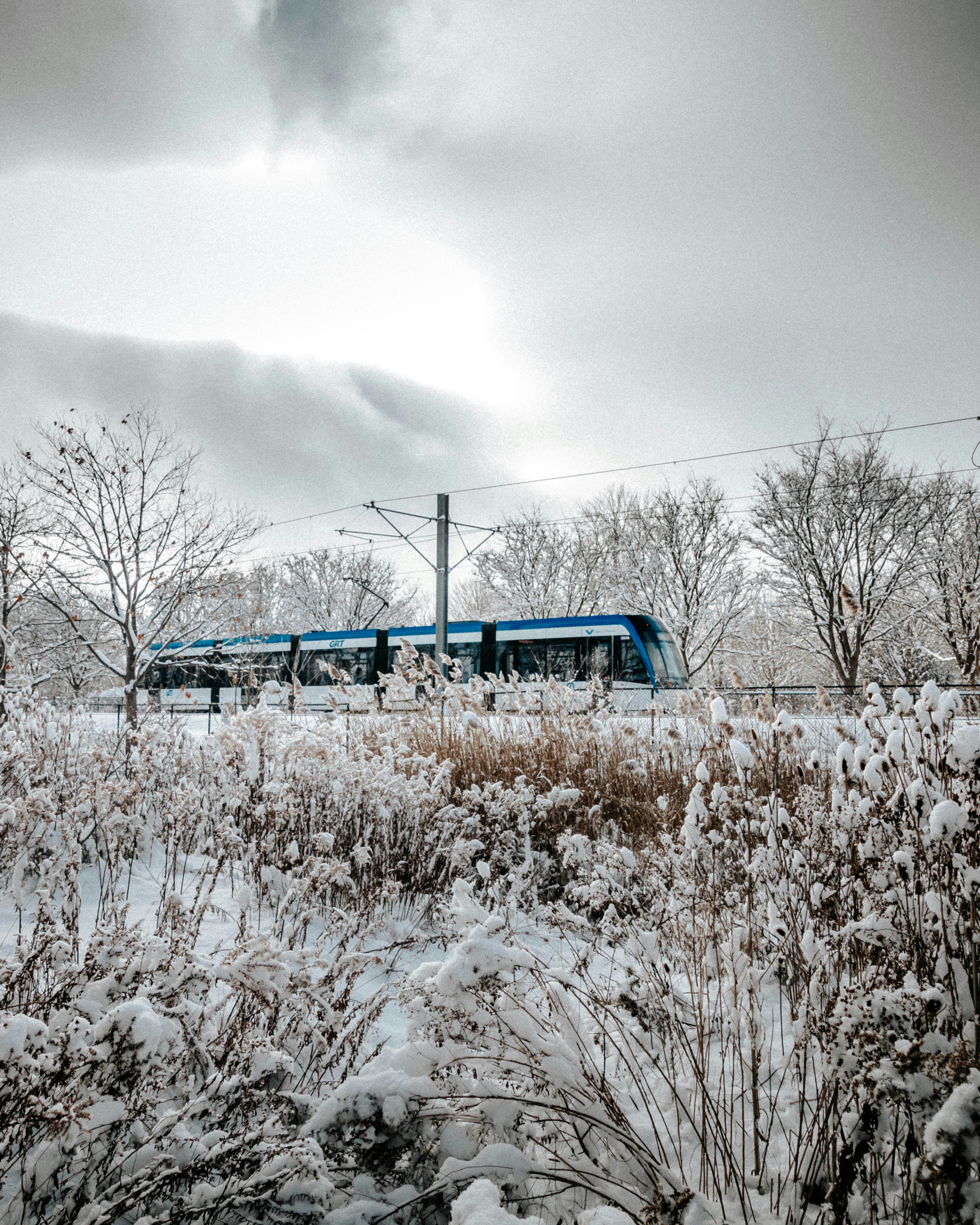 A sleek train glides through a snow-covered landscape, framed by frosted trees and tall grasses. The scene captures the serene beauty of winter travel.