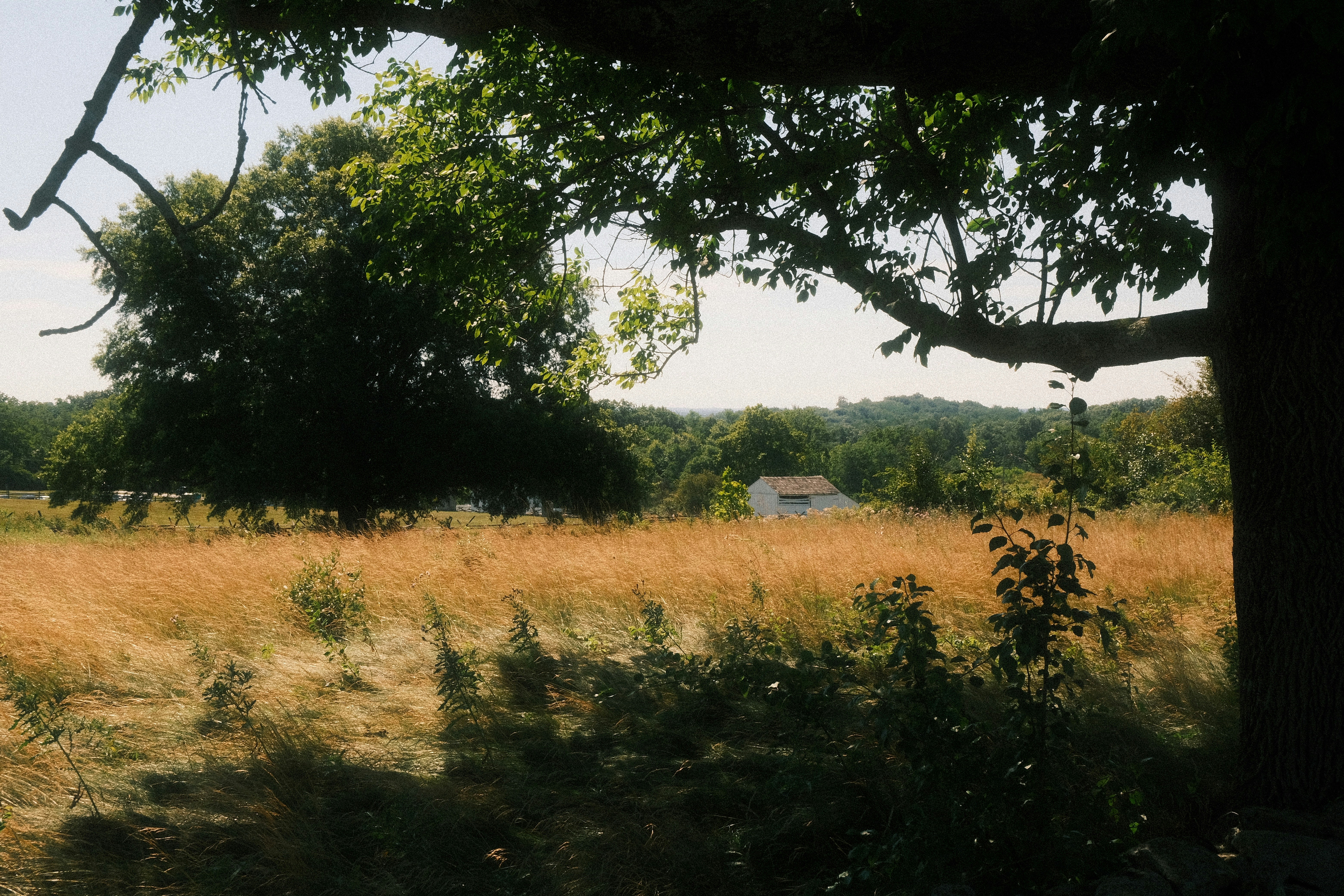 A field, tree, and distant house are visible. photo – Free Forest Image ...