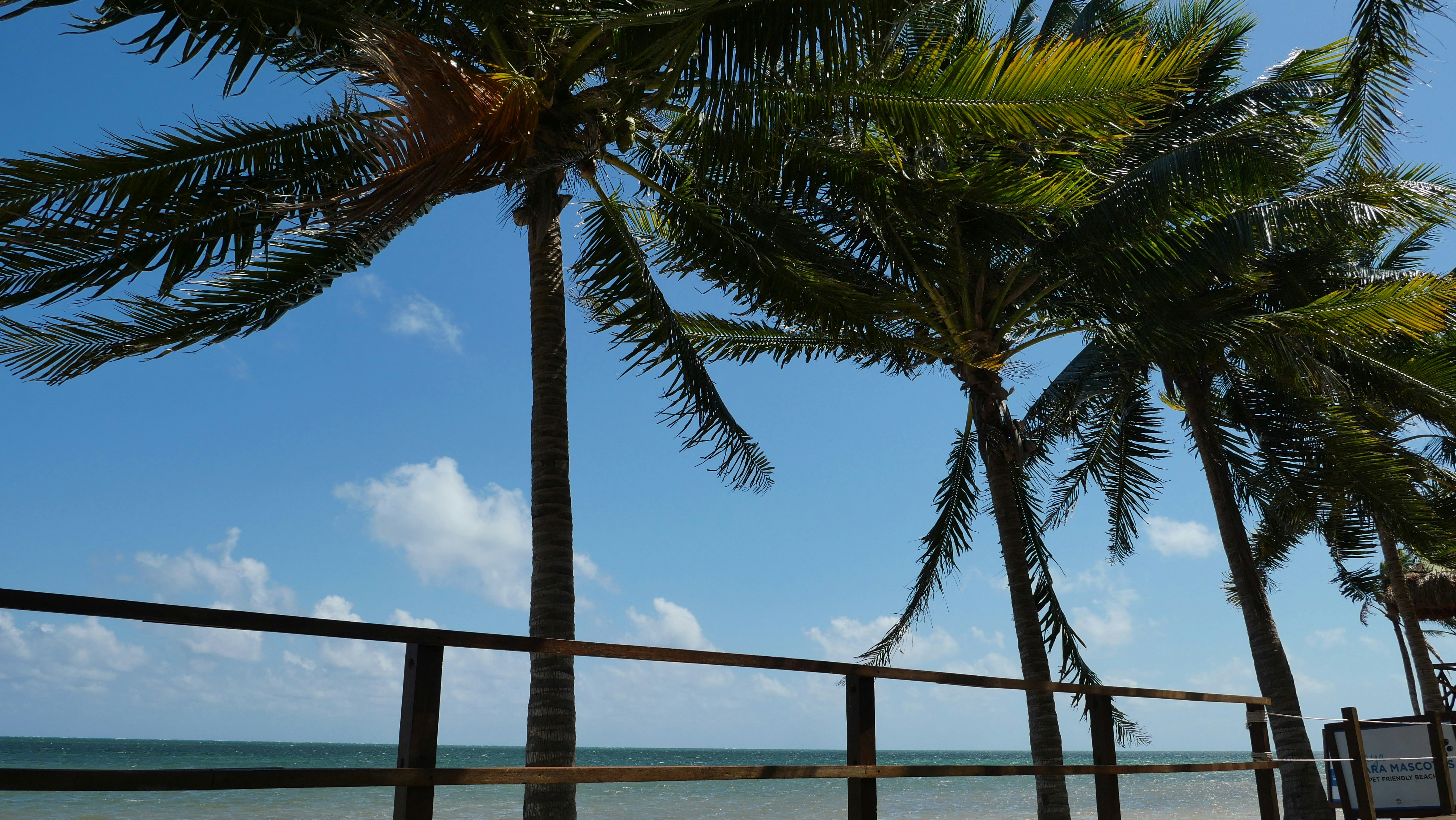 Palm trees swaying against a clear blue sky by the ocean, framed by a wooden railing.