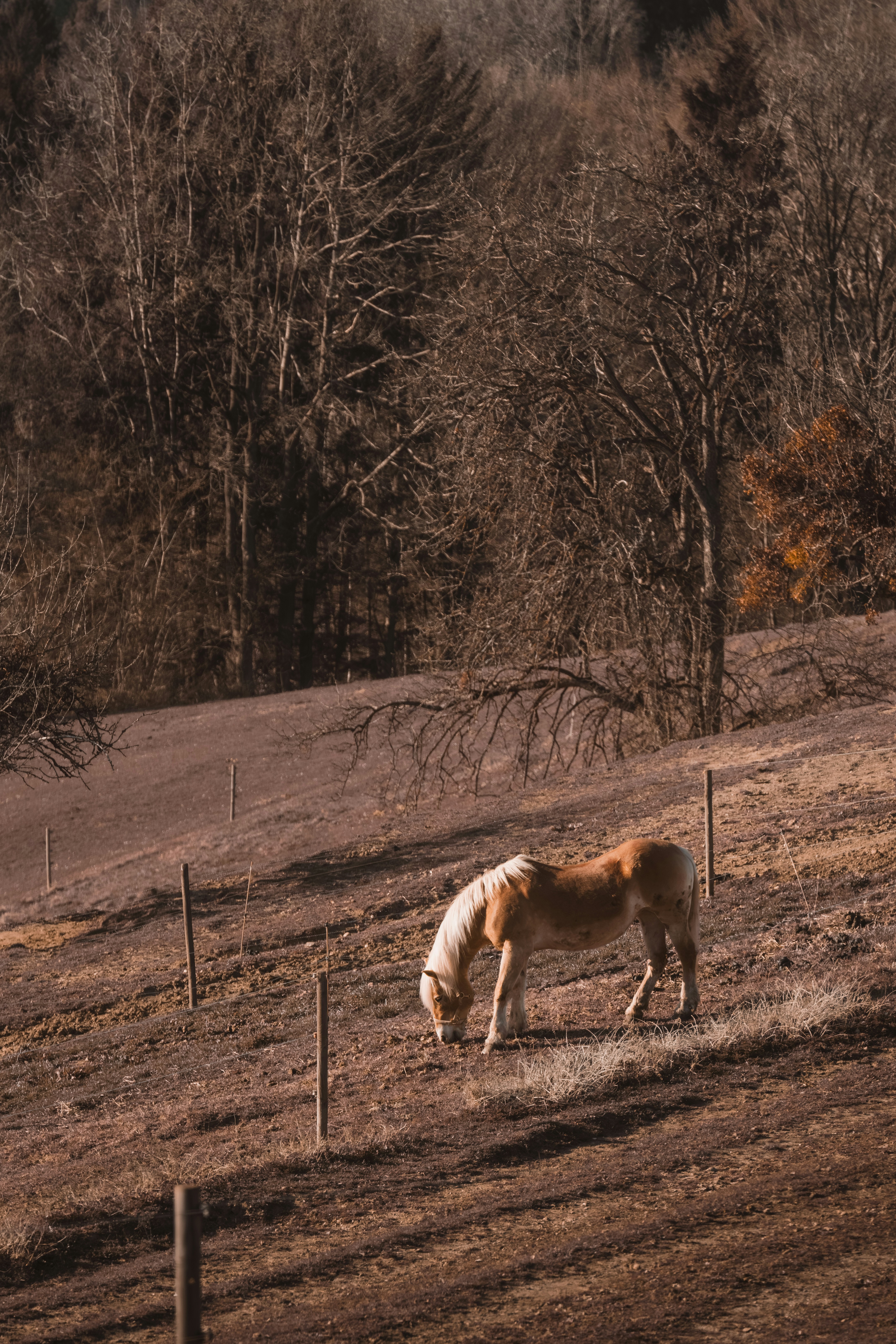 Golden horse grazing in a sloped, autumnal field with a backdrop of bare trees.