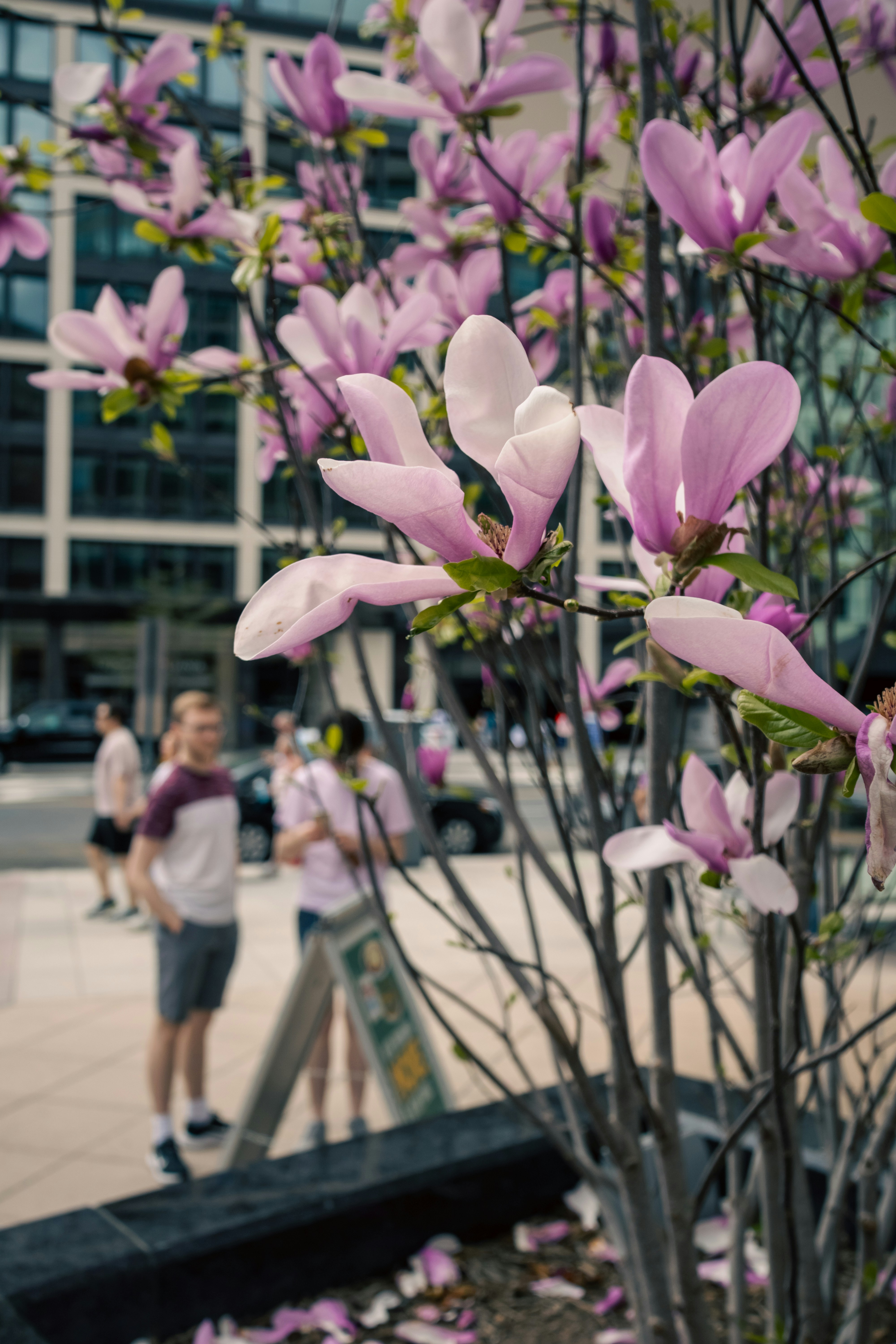 Pink Magnolia Focus in an Urban Alley