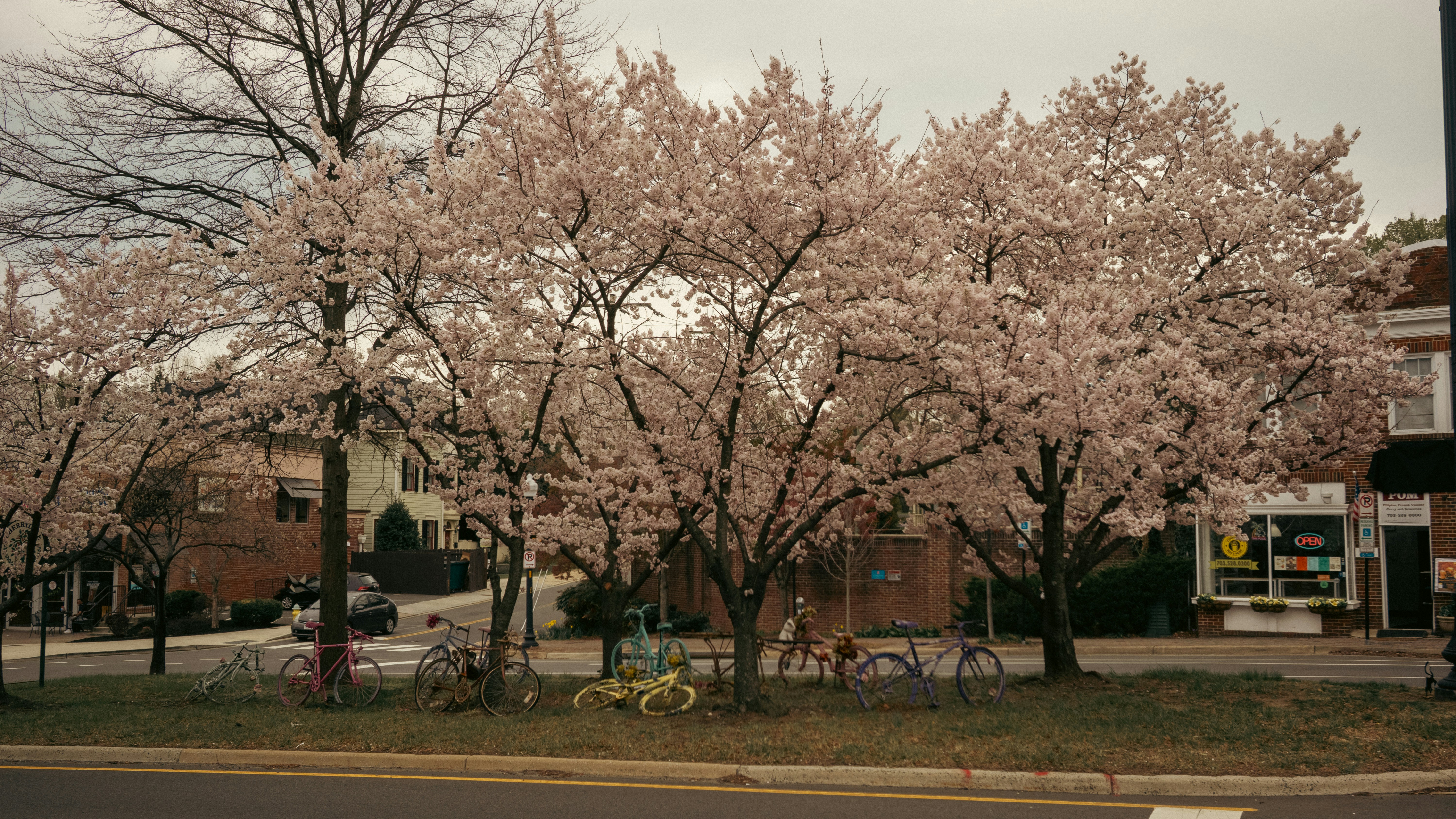 Cherry blossom trees are blooming in the city. photo – Free Usa Image ...