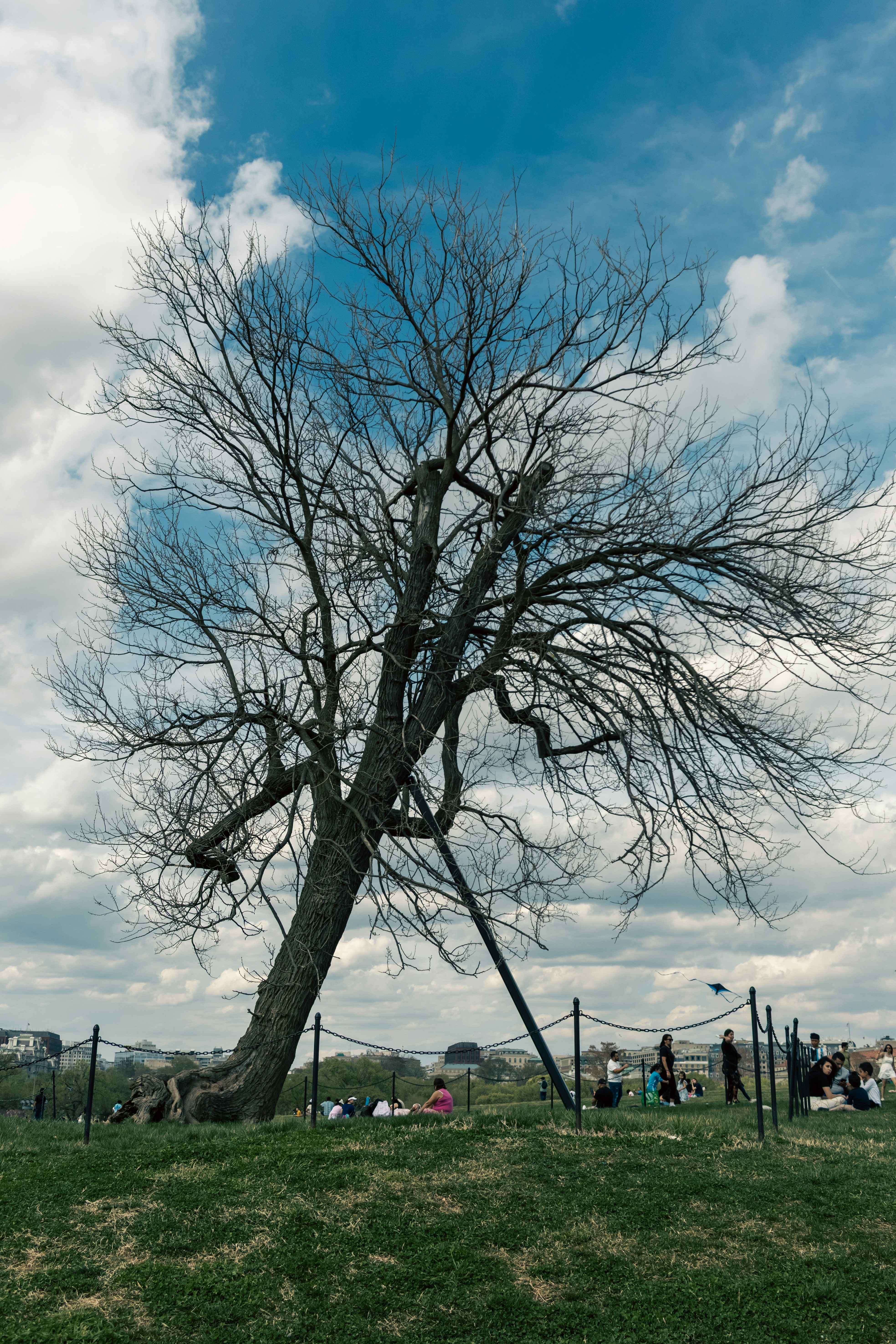 Prop-Backed Sentinel: A wind-bent tree anchored in a sunlit park